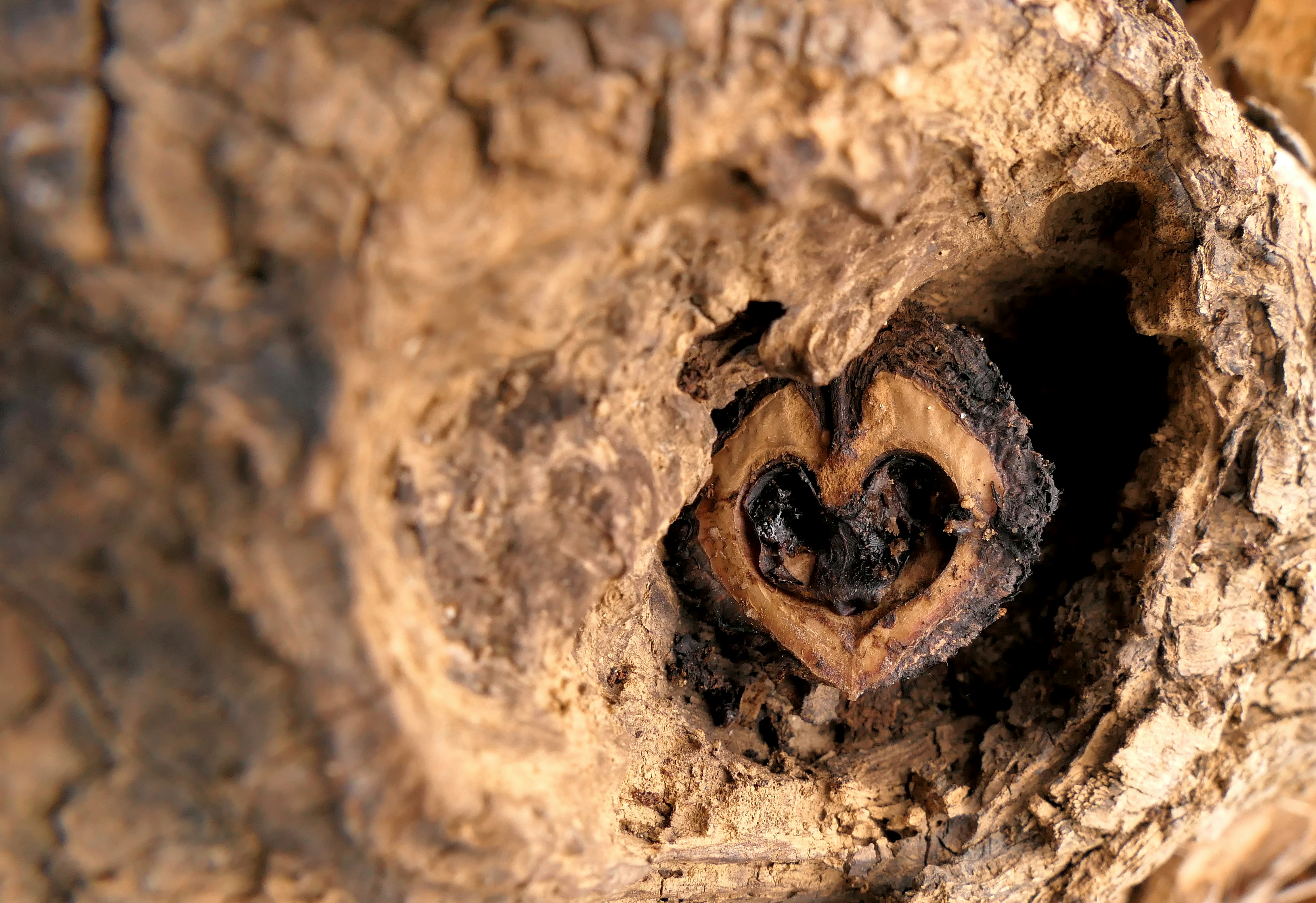 Close-up of a natural heart-shaped hollow in sun-warmed tree bark. The dark cavity centers the composition, emphasizing the rough texture and organic form.