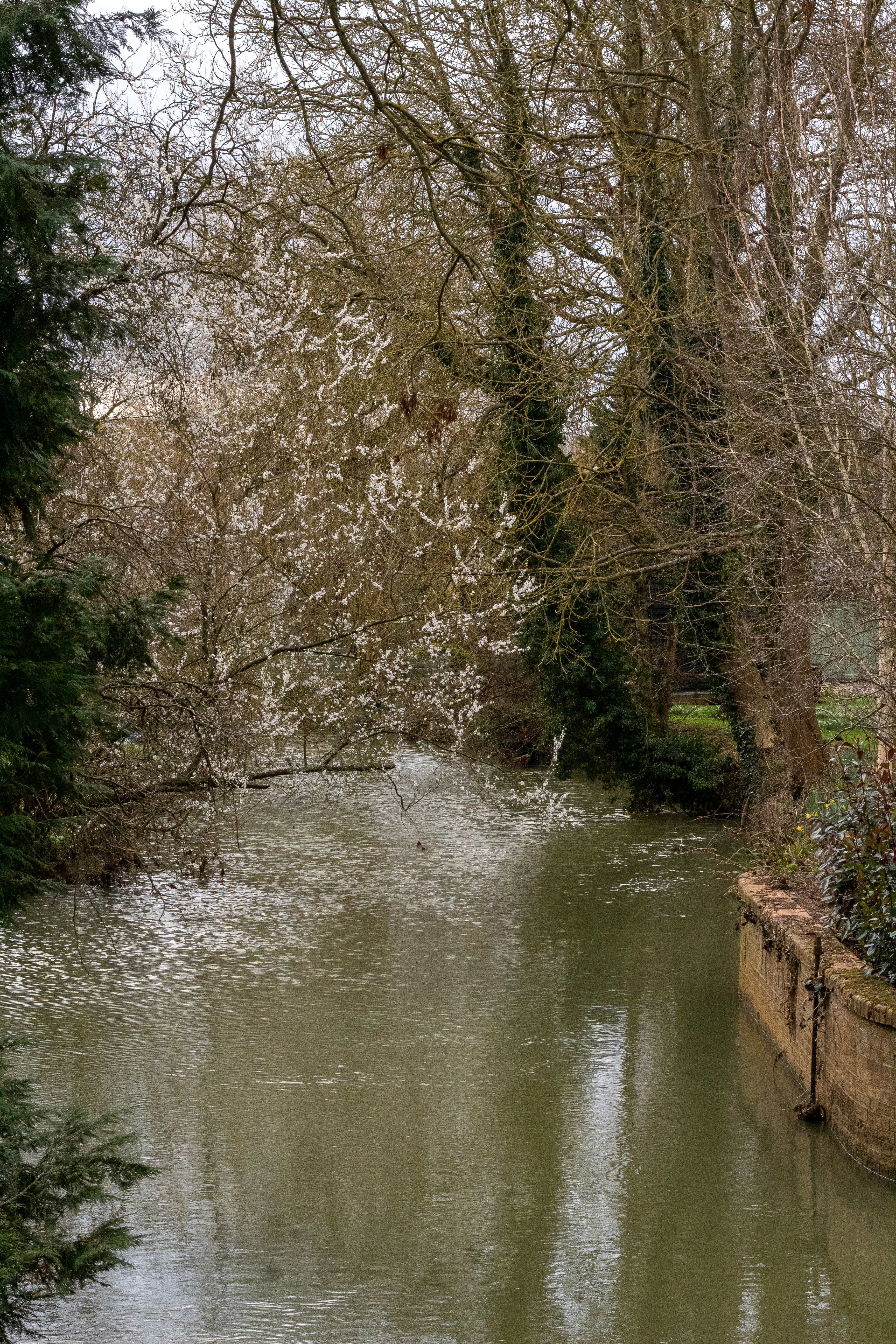 Delicate blossoms frame a tranquil river scene, reflecting the gentle transition of seasons. The serene landscape invites contemplation.