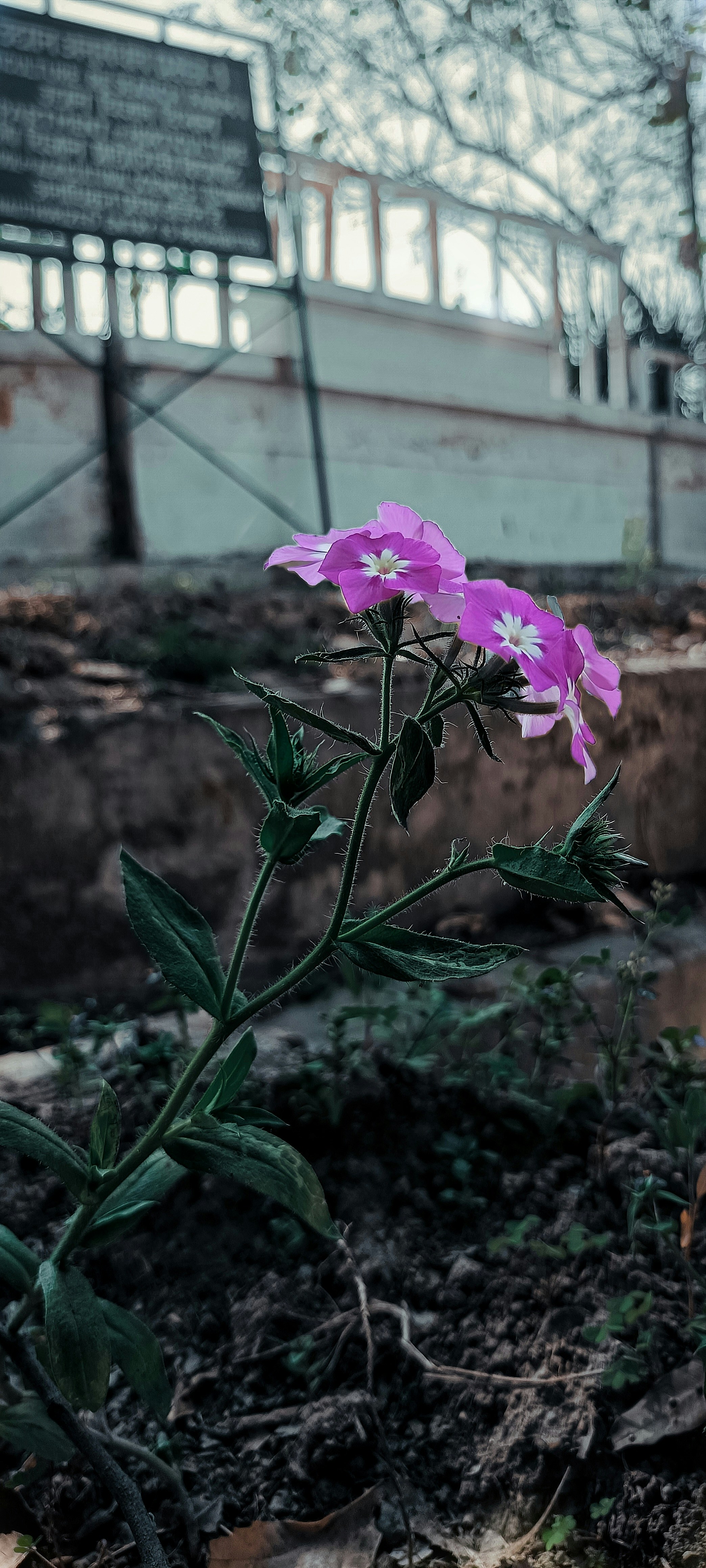 a purple flower is growing in the dirt