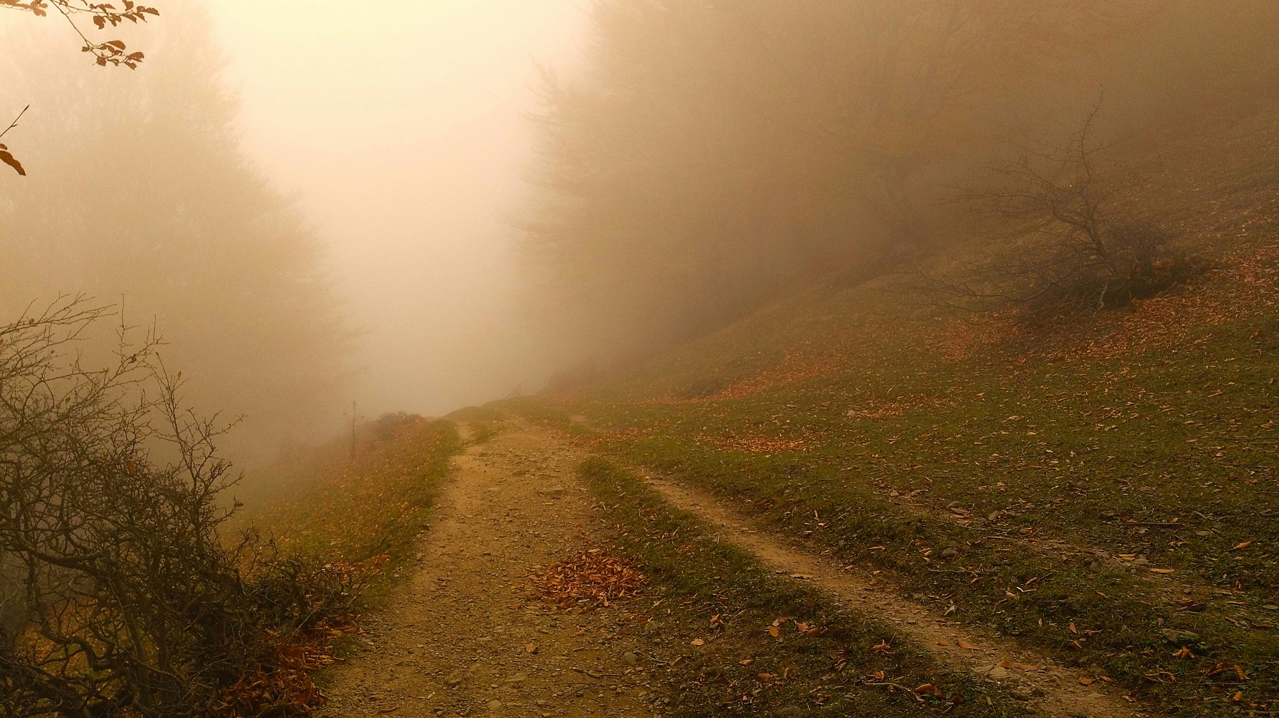 Foggy dirt path lined with autumn leaves and bare trees under a muted sky.