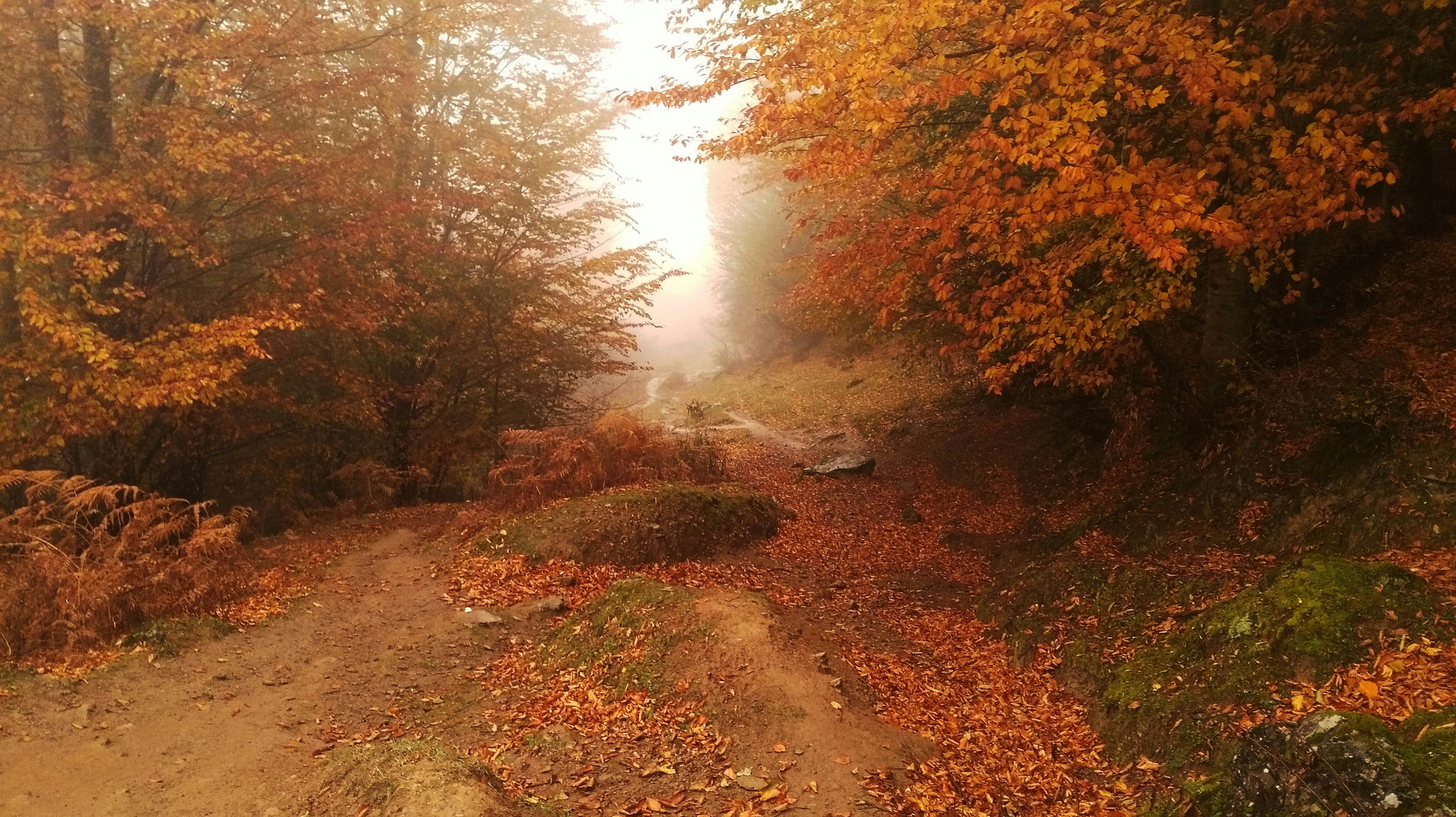 Dirt path winding through a forest adorned with vibrant autumn leaves under a misty sky.
