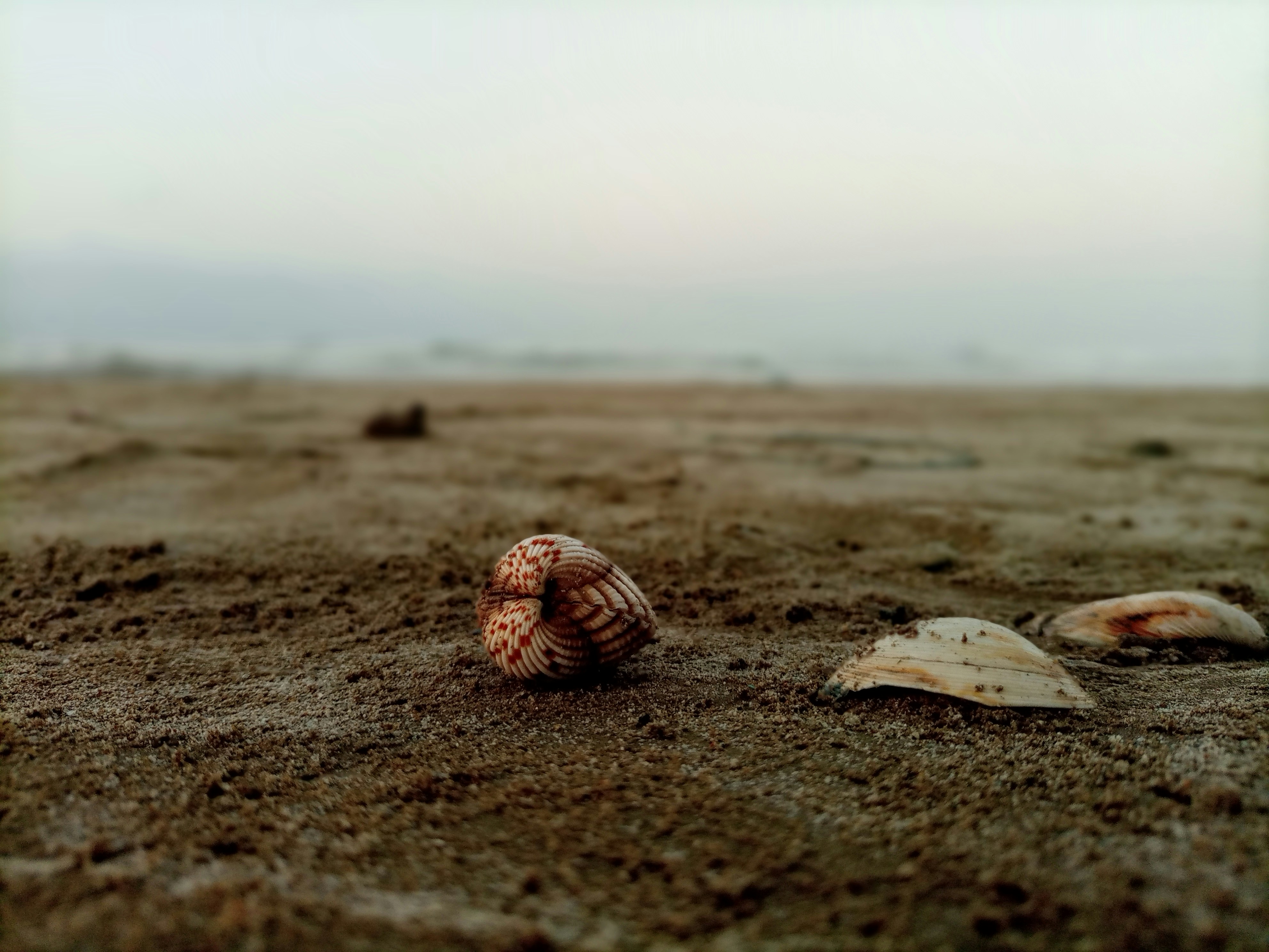 Solitary Spiral Shell on Damp Sand: Quiet Beach Study
