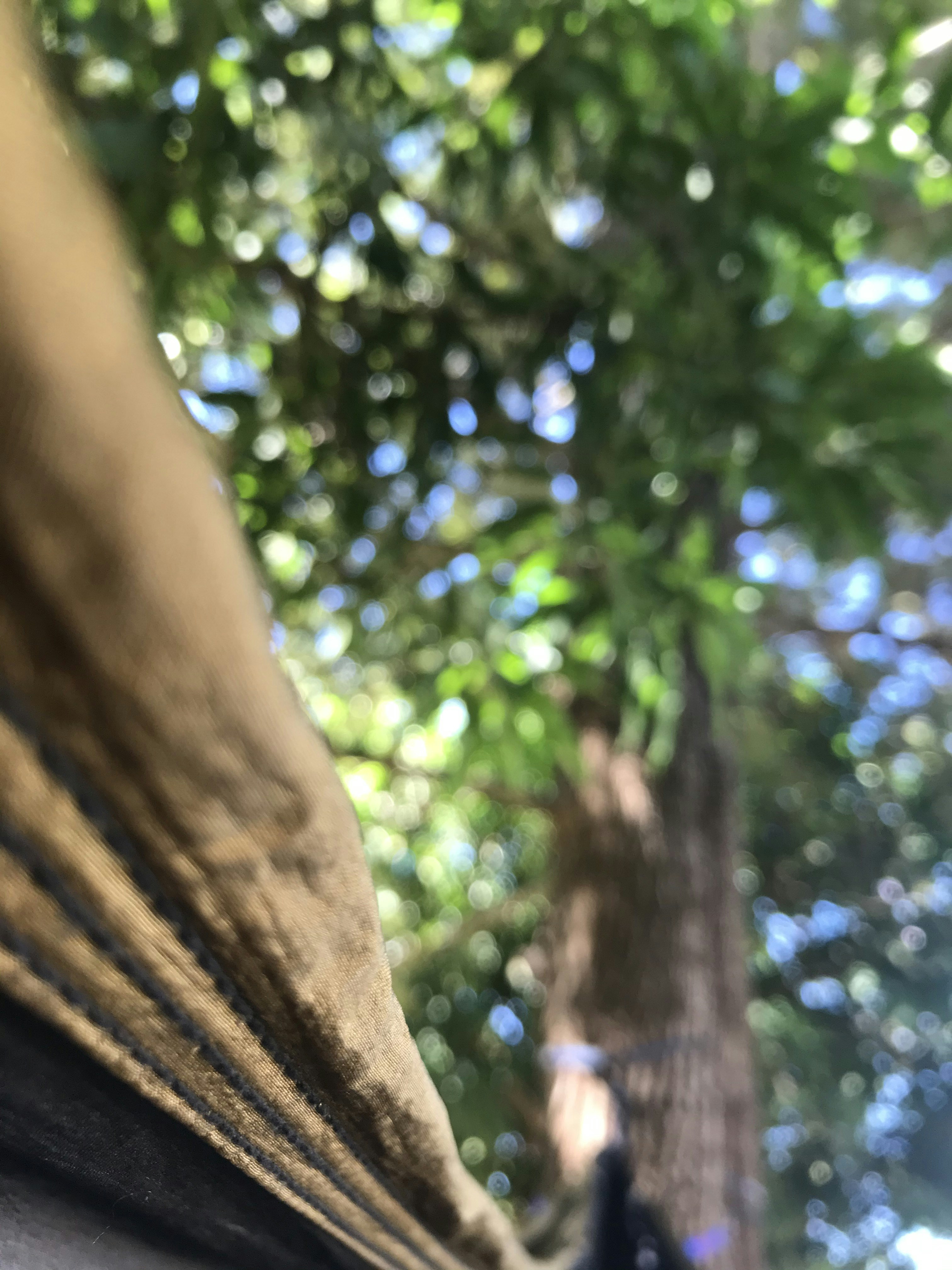 A close-up view of a hammock draped beneath a canopy of lush green foliage, inviting relaxation in a serene outdoor setting.