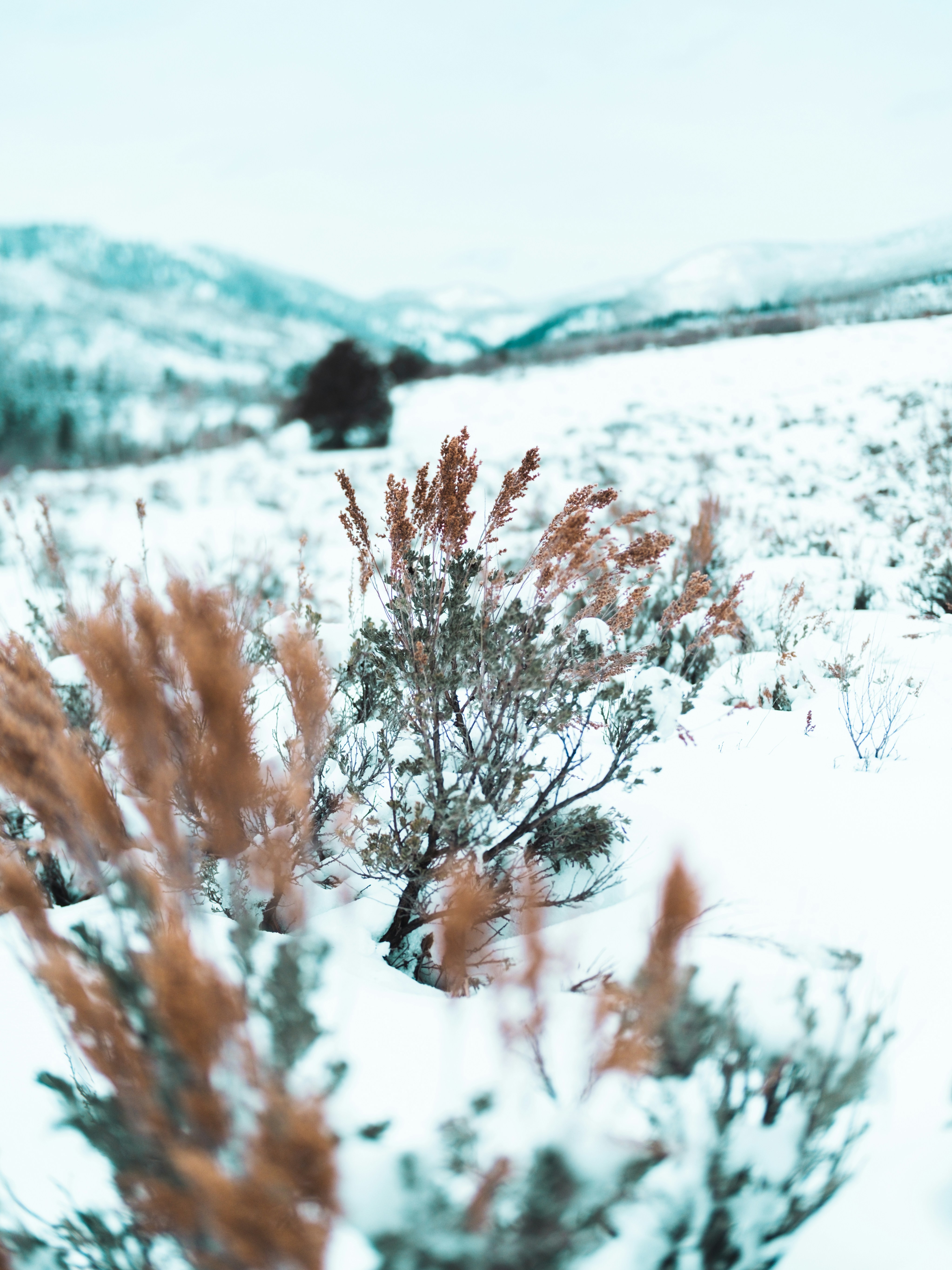 Tumblr Snow Background