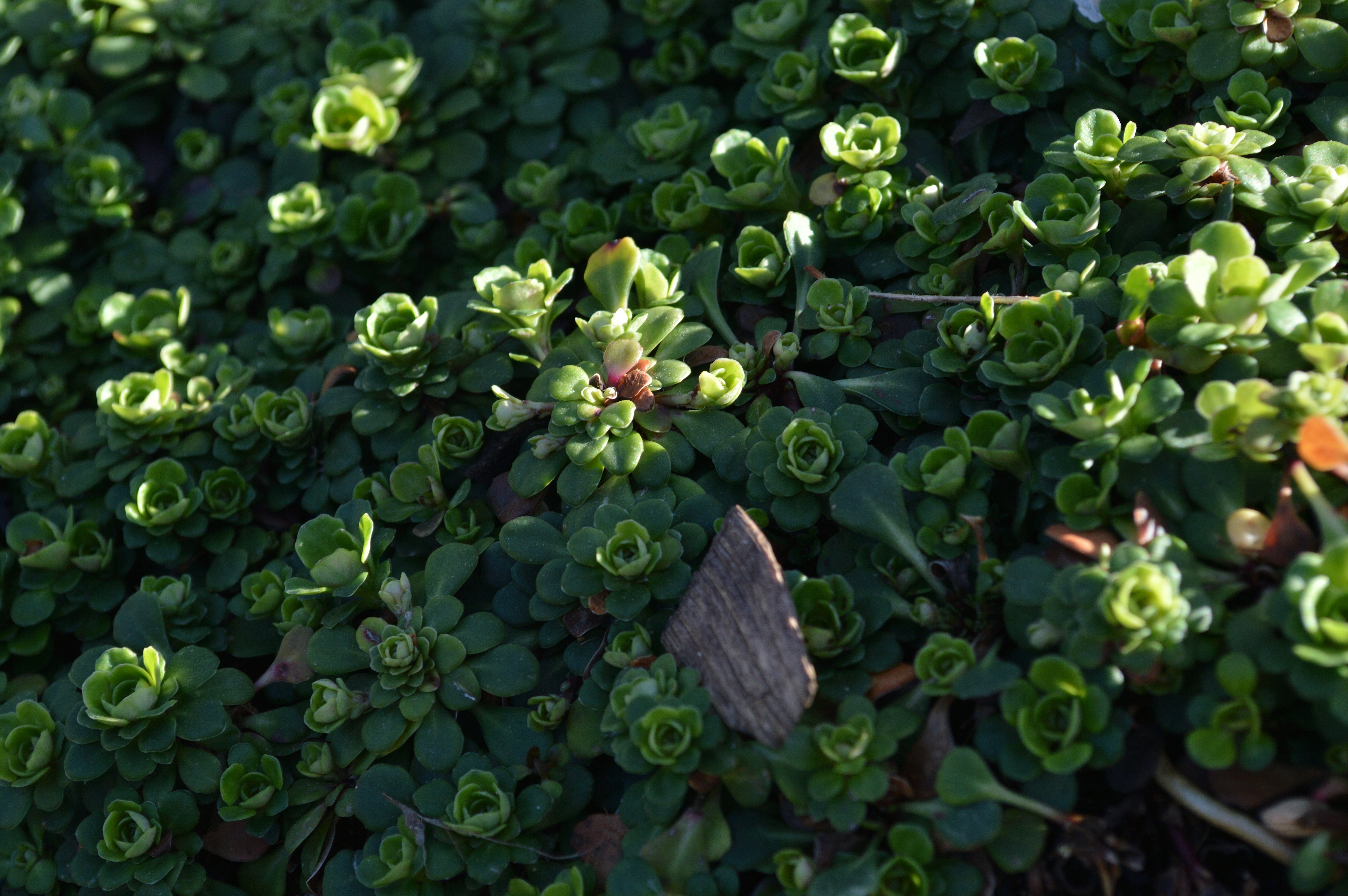 Lush green ground cover with tightly clustered leaves, illuminated by sunlight, creating a vibrant natural carpet.