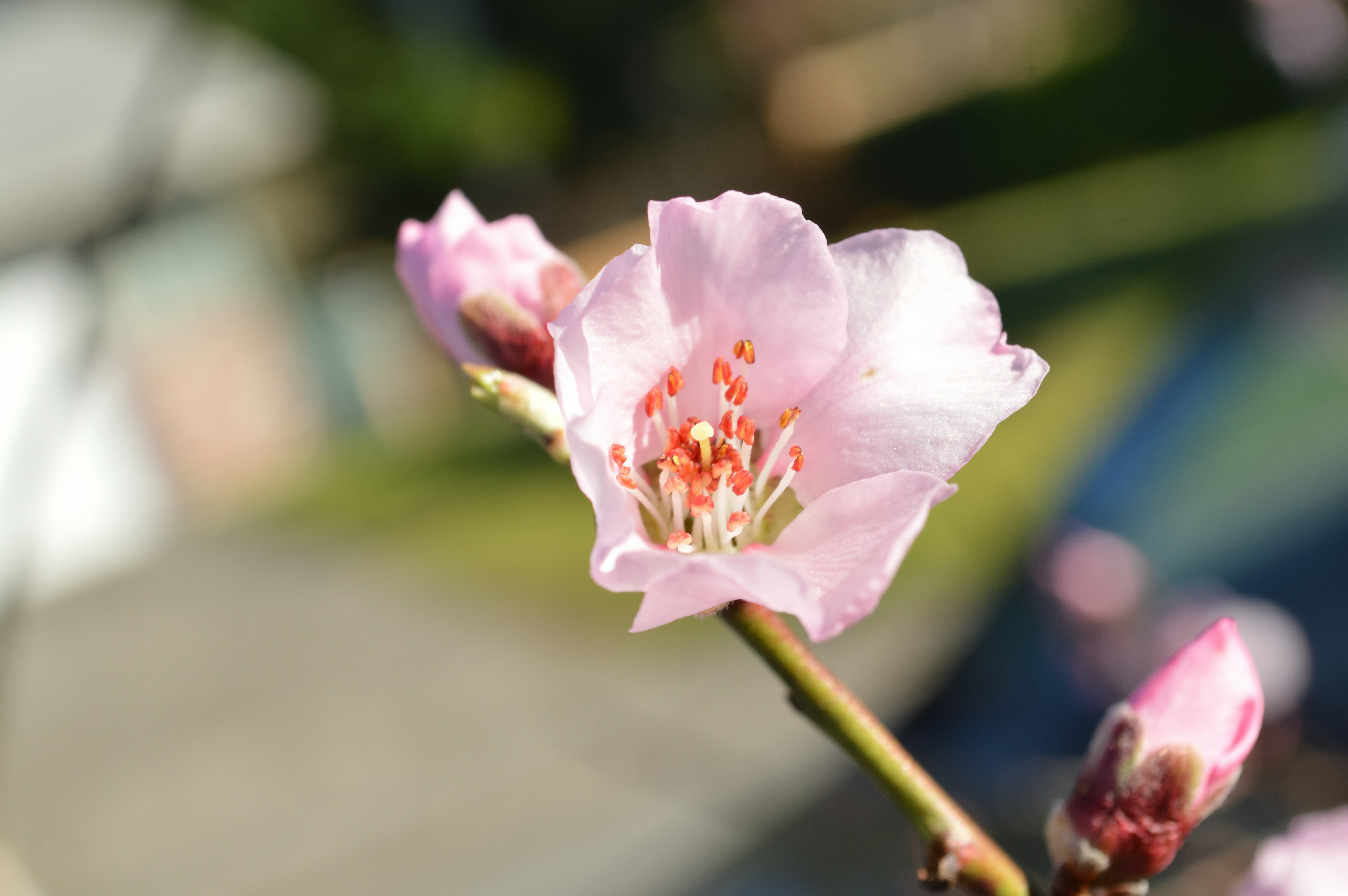 Close-up of a pale pink flower with intricate stamens, set against a softly blurred background of budding branches.