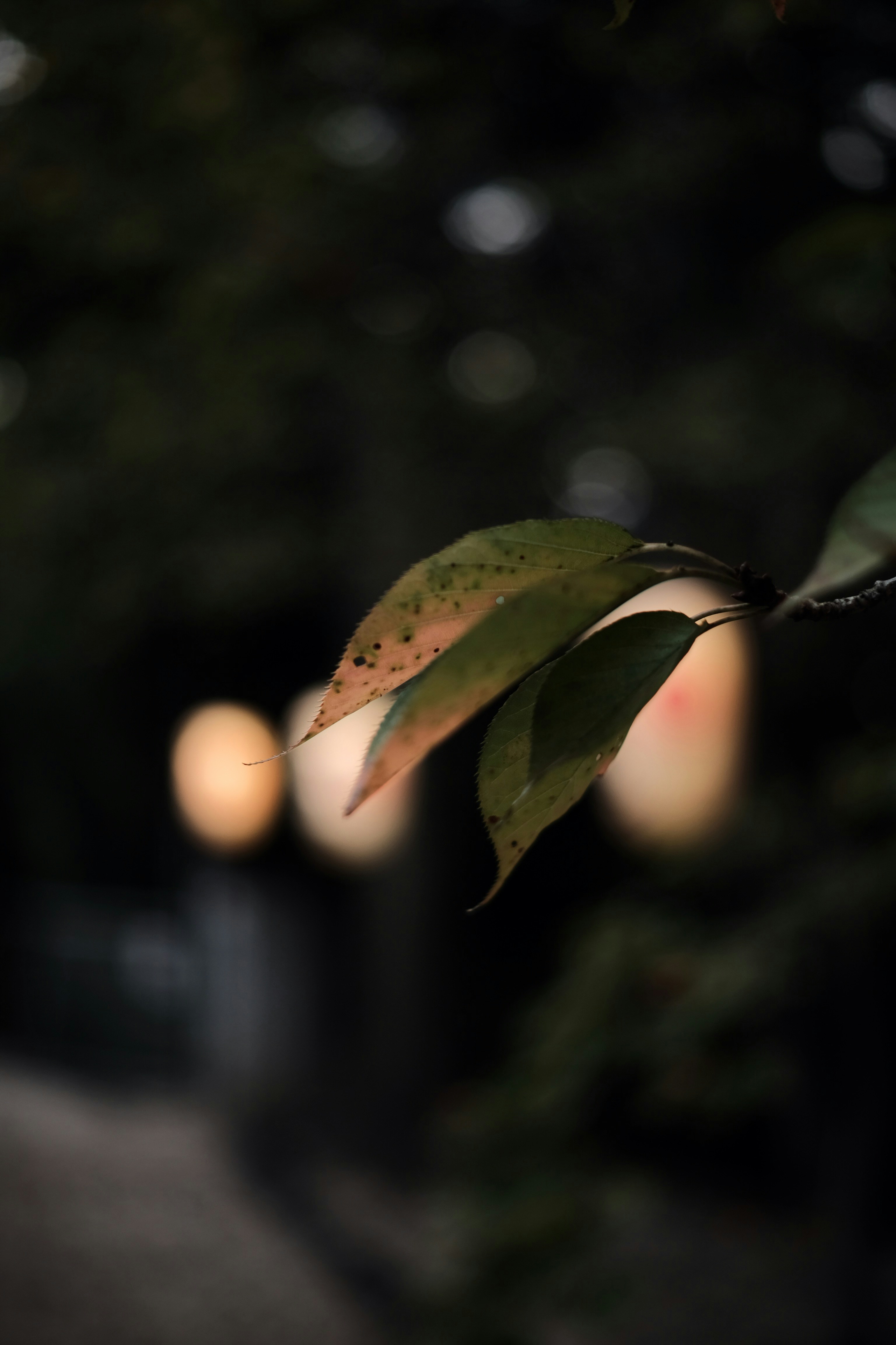 Velvet Dusk: a lone leaf reaching toward blurred lanterns
