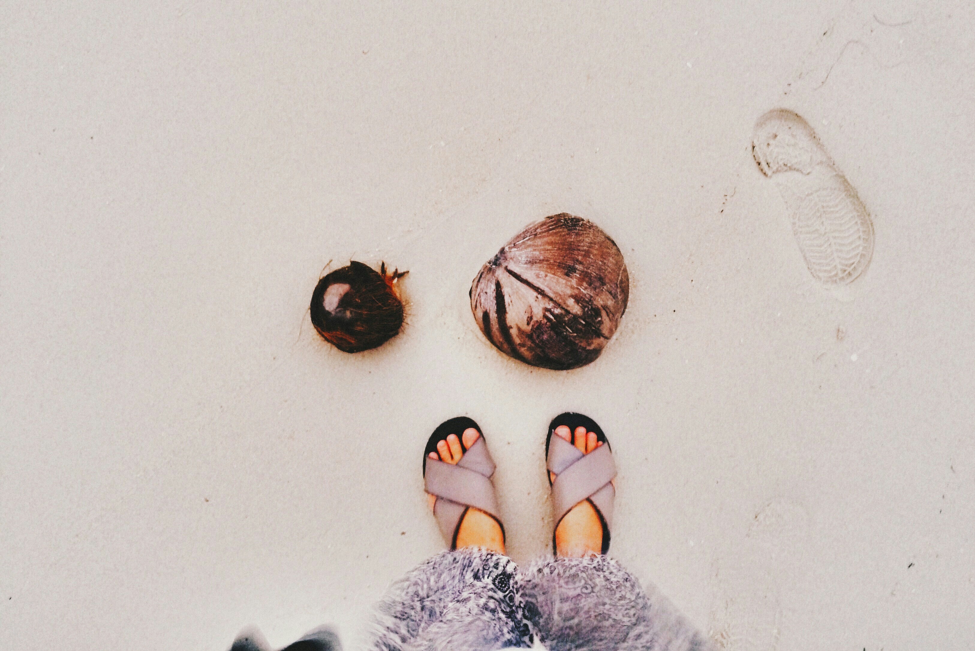 Shell Companions on Pale Sand: A Quiet Beach View from Above