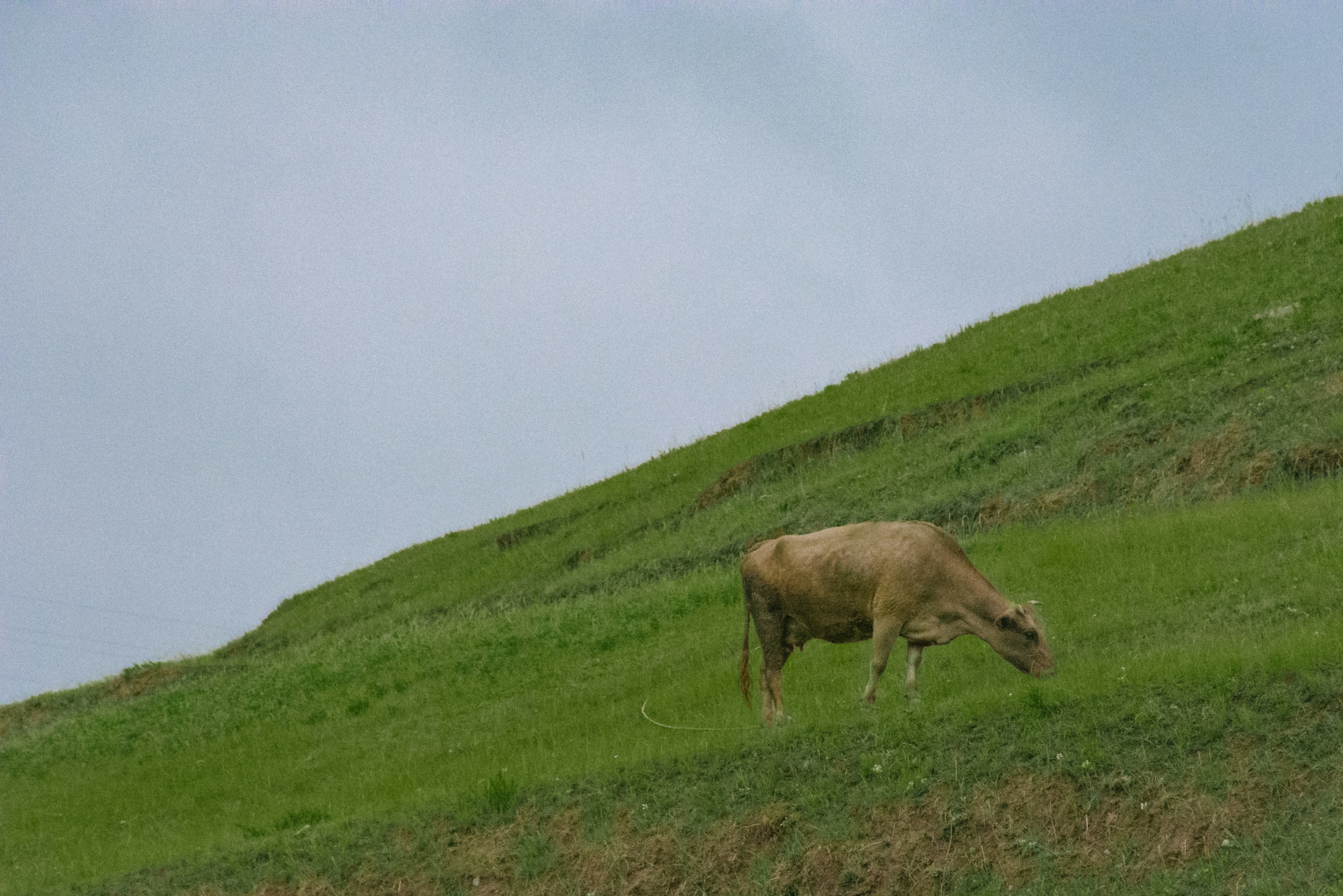 a cow grazes on a grassy hill
