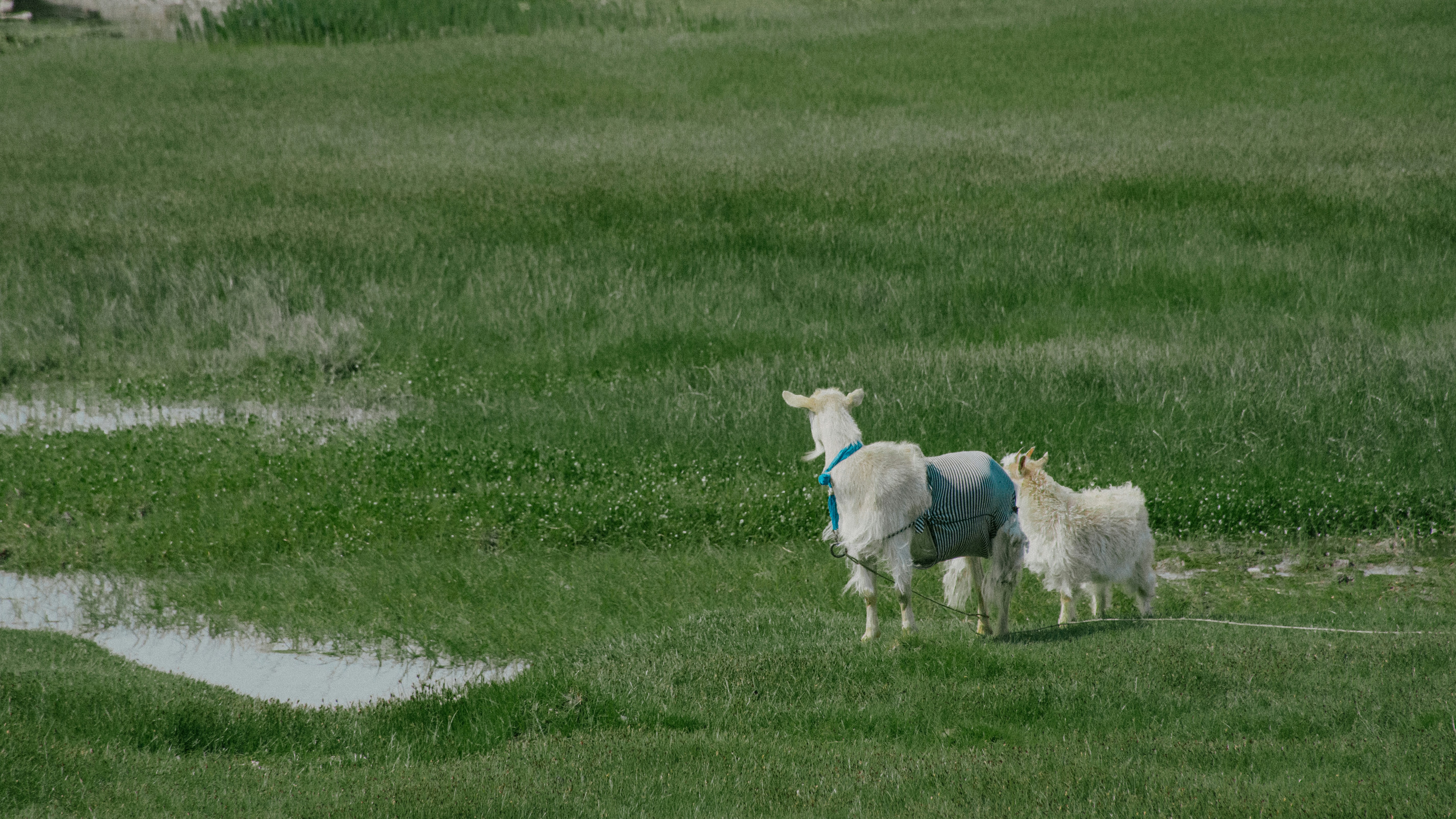 Blue-Collar Sentinel and the Lamb: A Meadow Walk