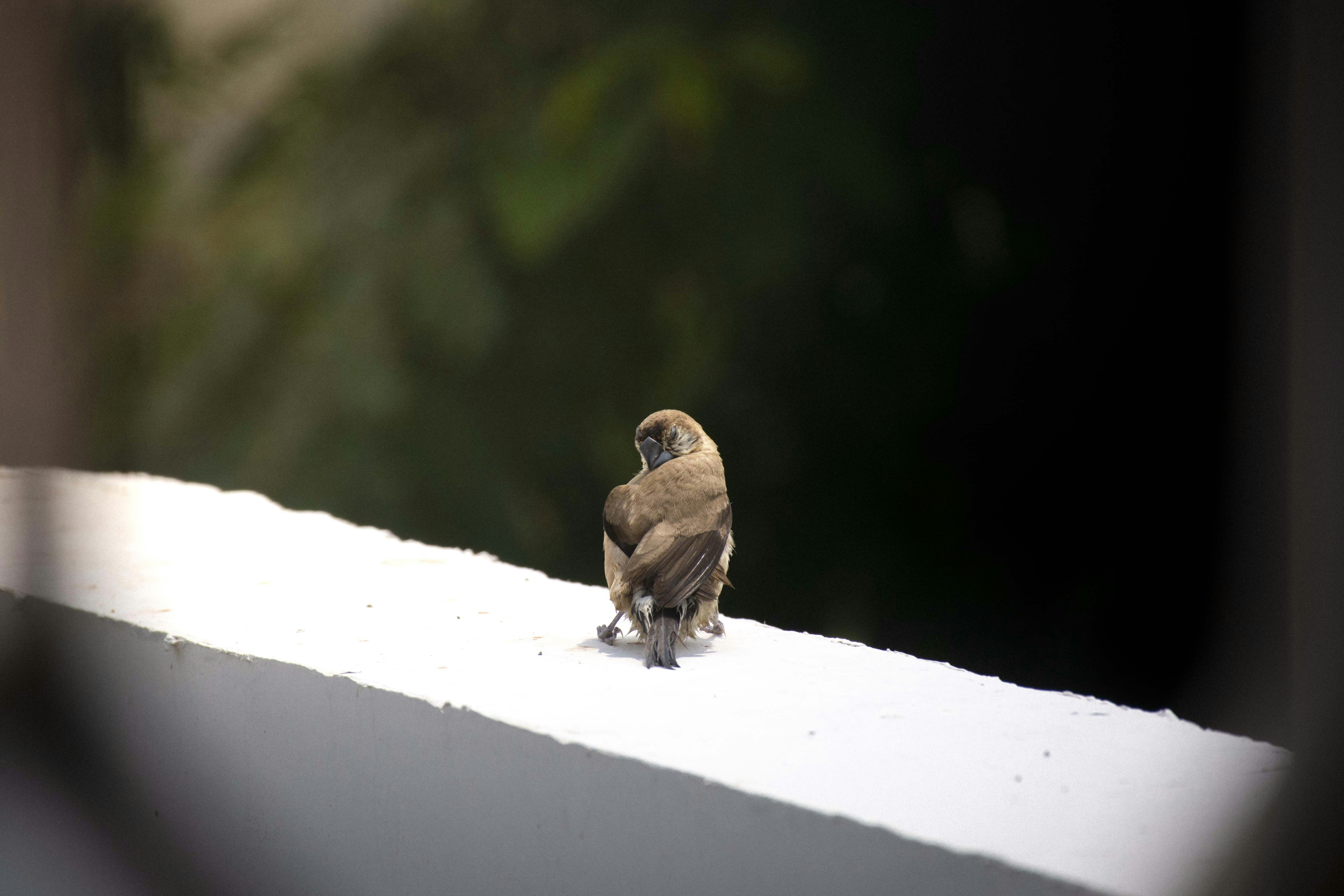 Sparrow on a sunlit ledge, framed by a soft green blur
