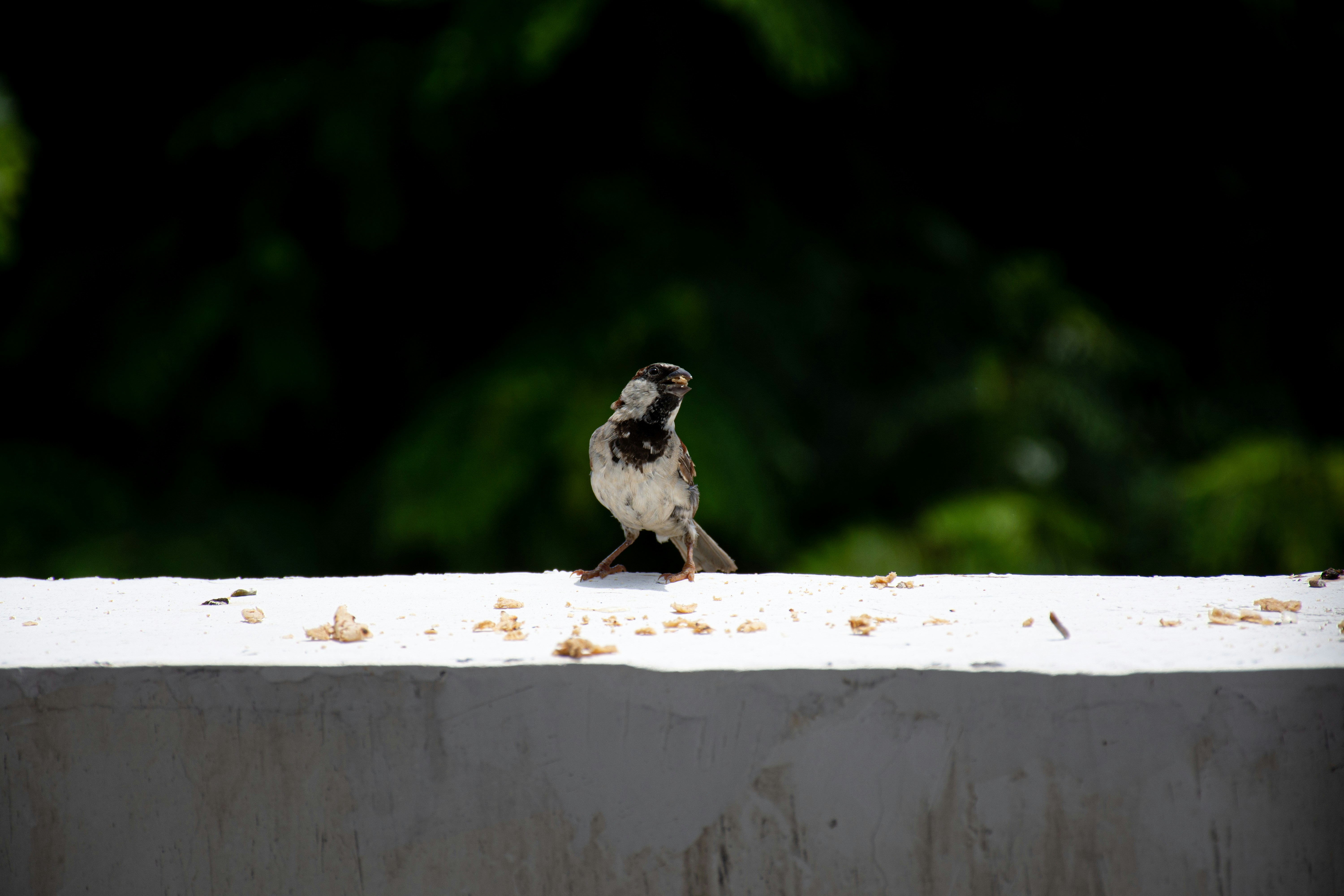 On the Edge of White: A Sparrow Perched on a Weathered Barrier