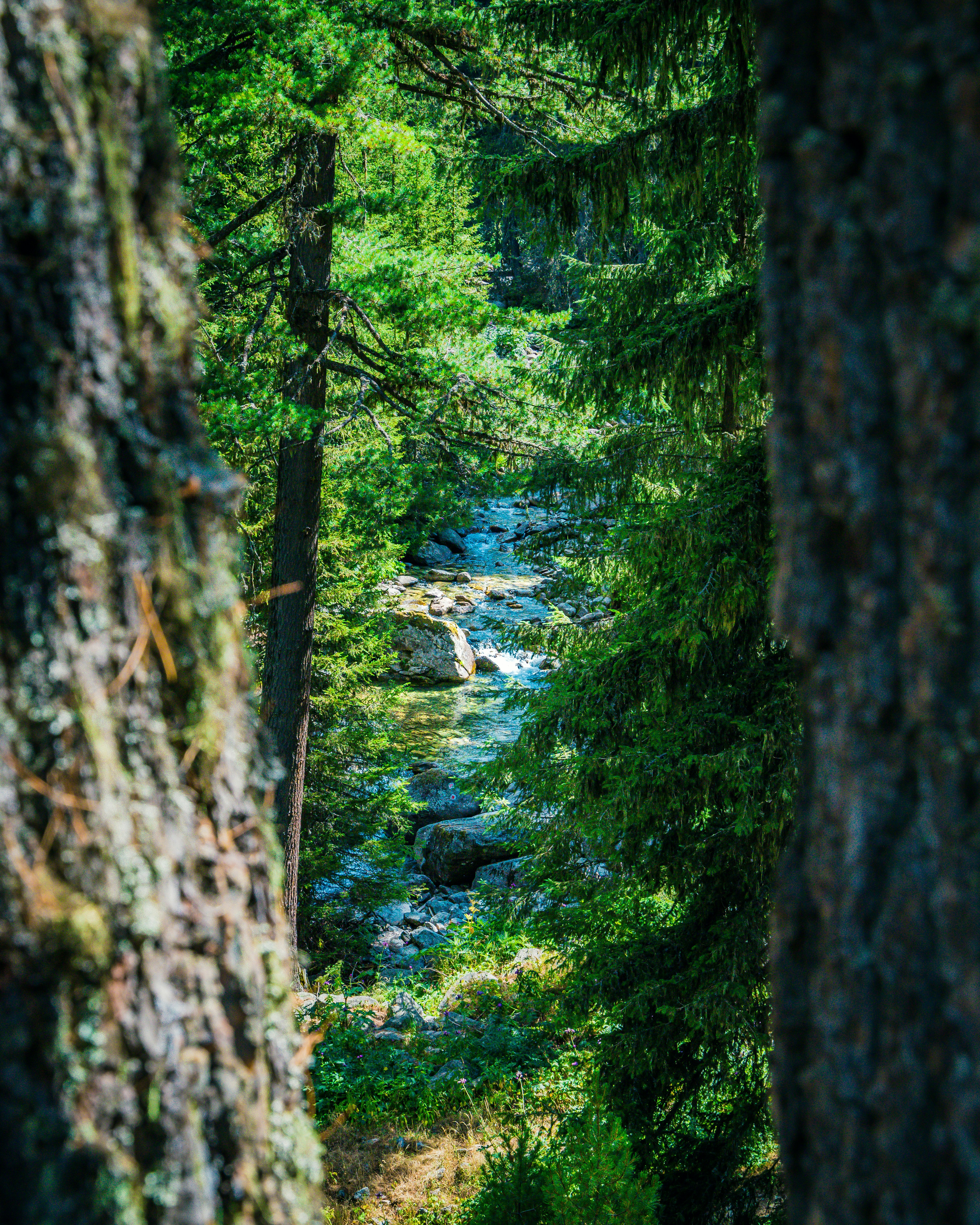 Emerald Corridor: A Mountain Stream Winds Between Mossy Pines