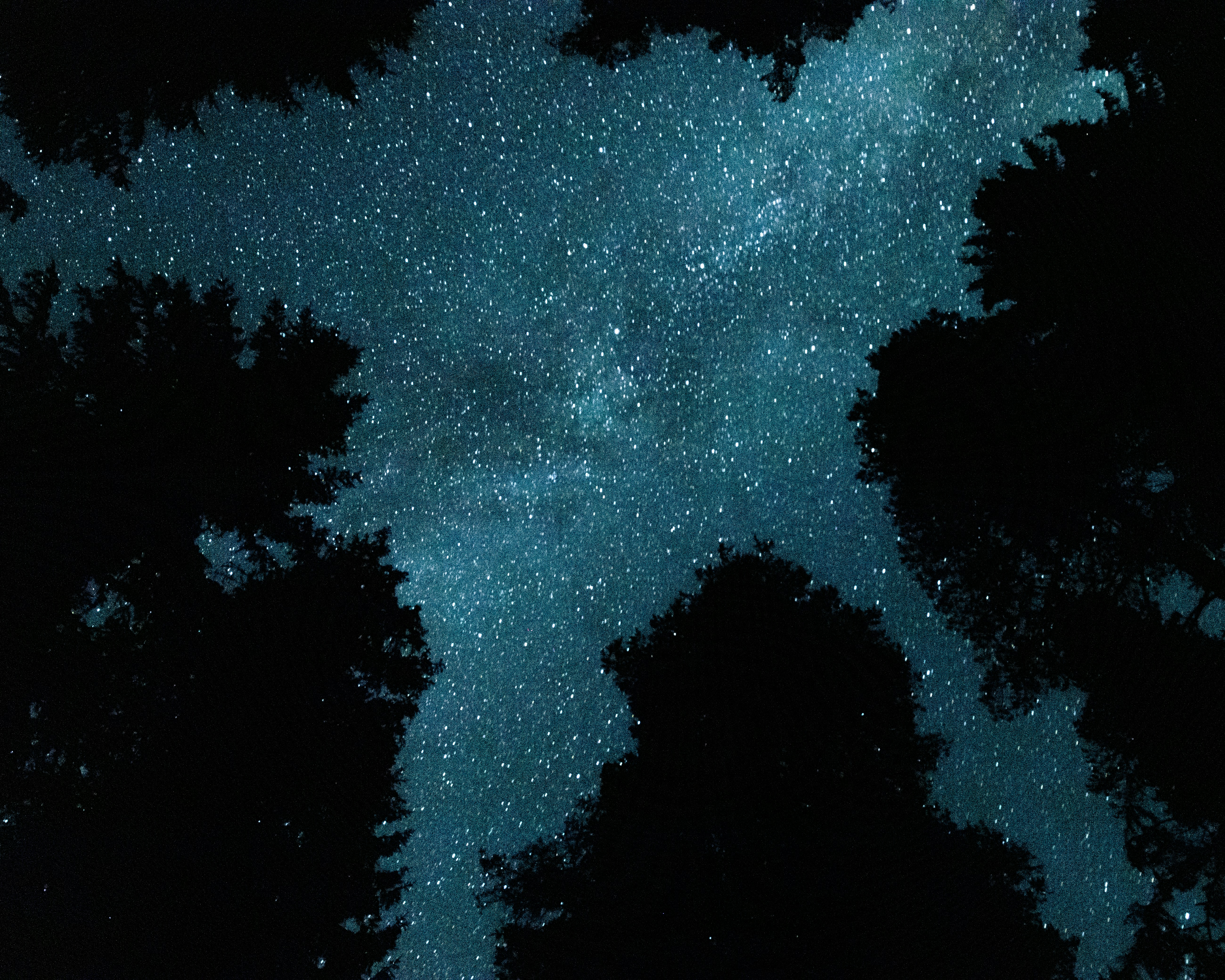 Stars Through Silent Pines: A Night Sky View from Below