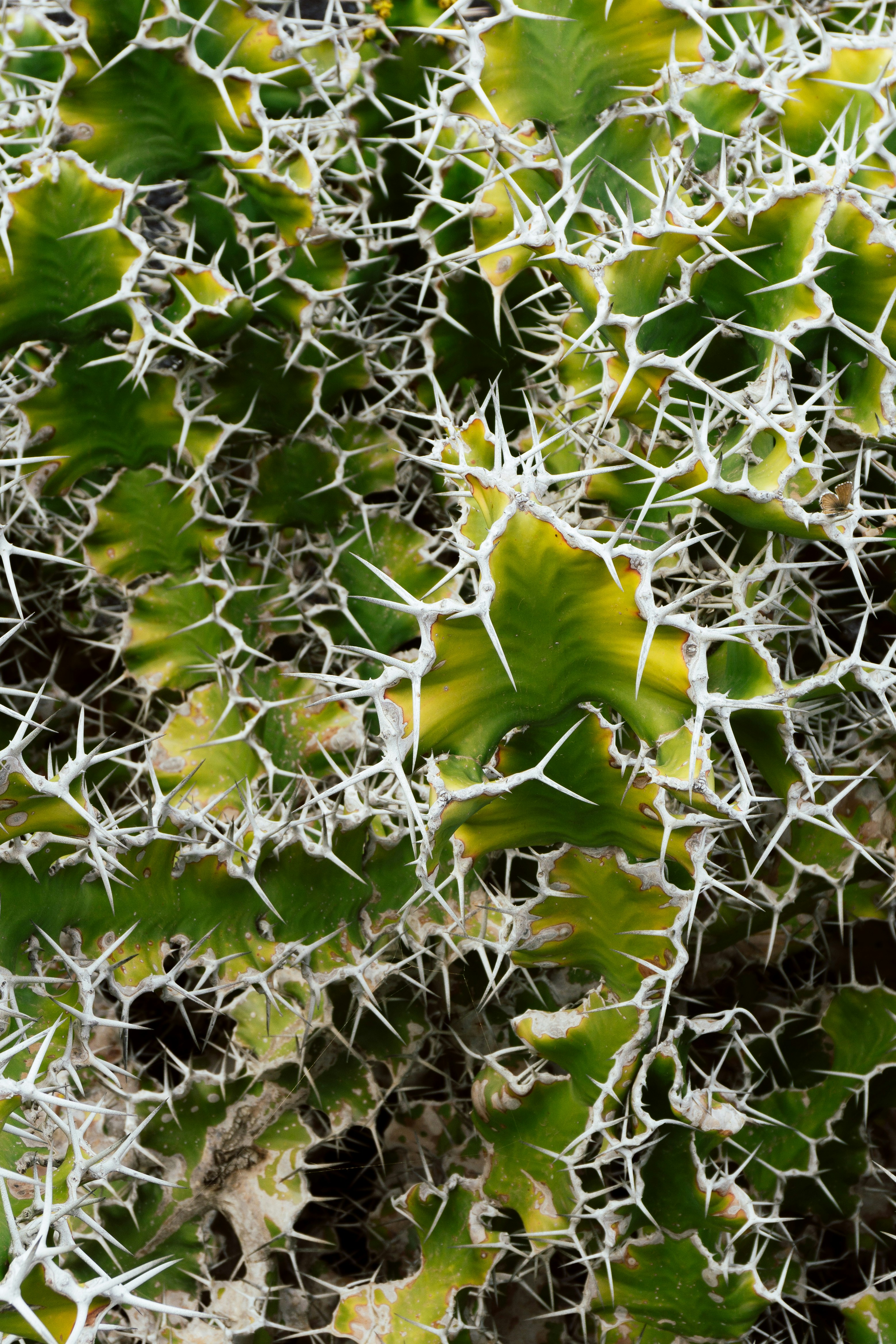 Emerald Spine Lace: a close-up tapestry of green cactus pads and white thorns