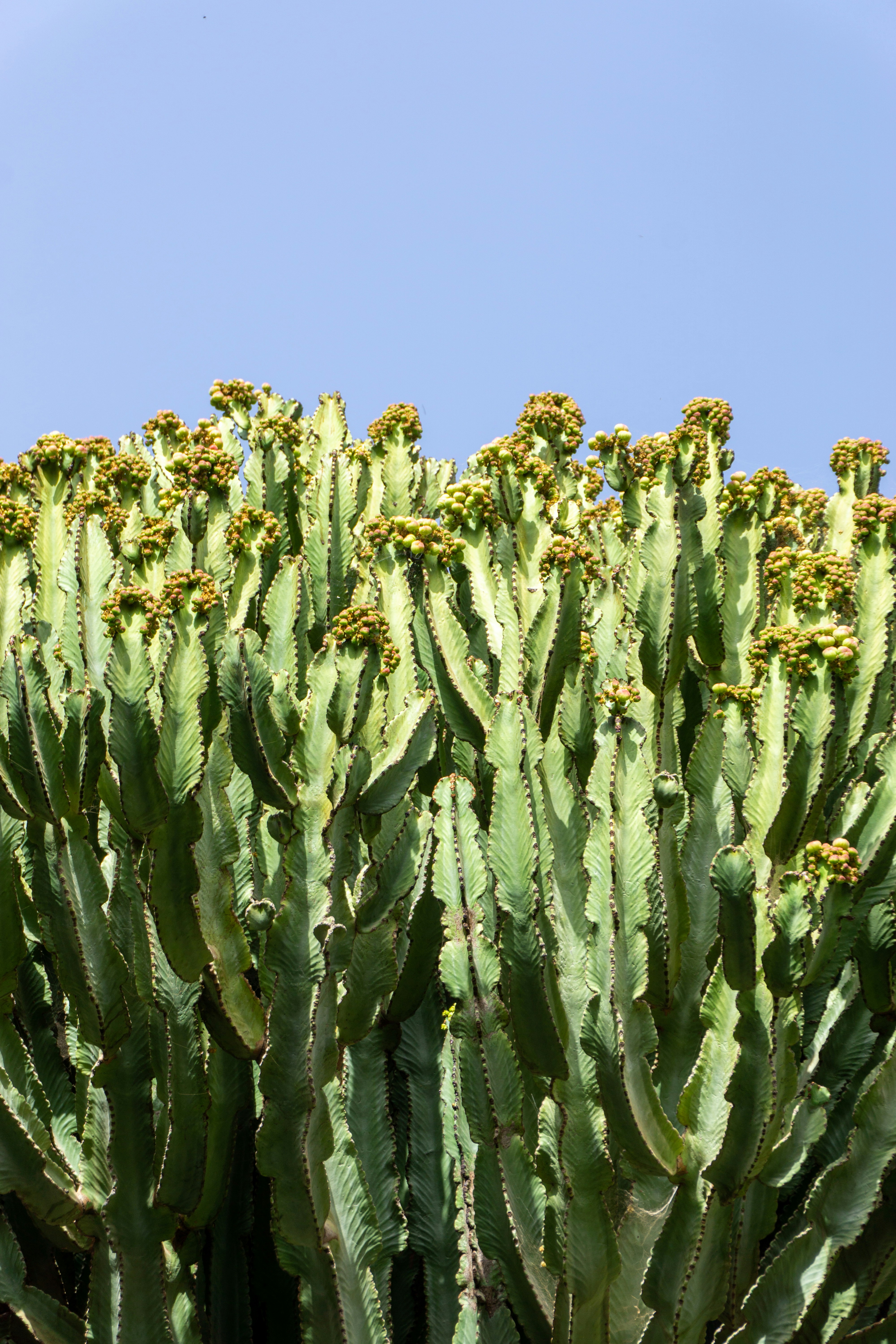 Succulent cactus with vibrant yellow blooms against a clear blue sky, showcasing the beauty of desert flora.