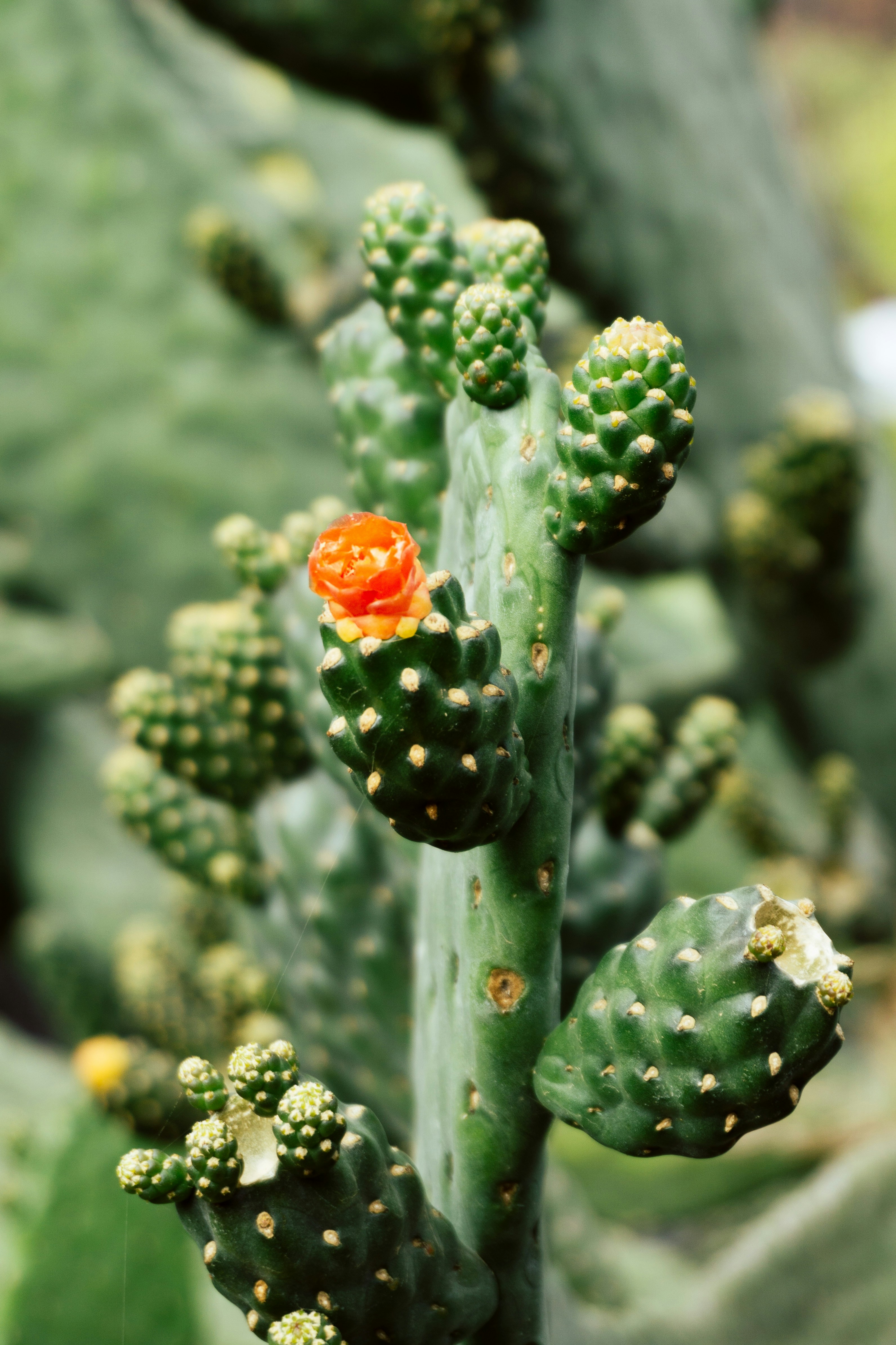 Close-up of a vibrant orange flower blooming atop a green cactus, surrounded by textured, spiky pads.