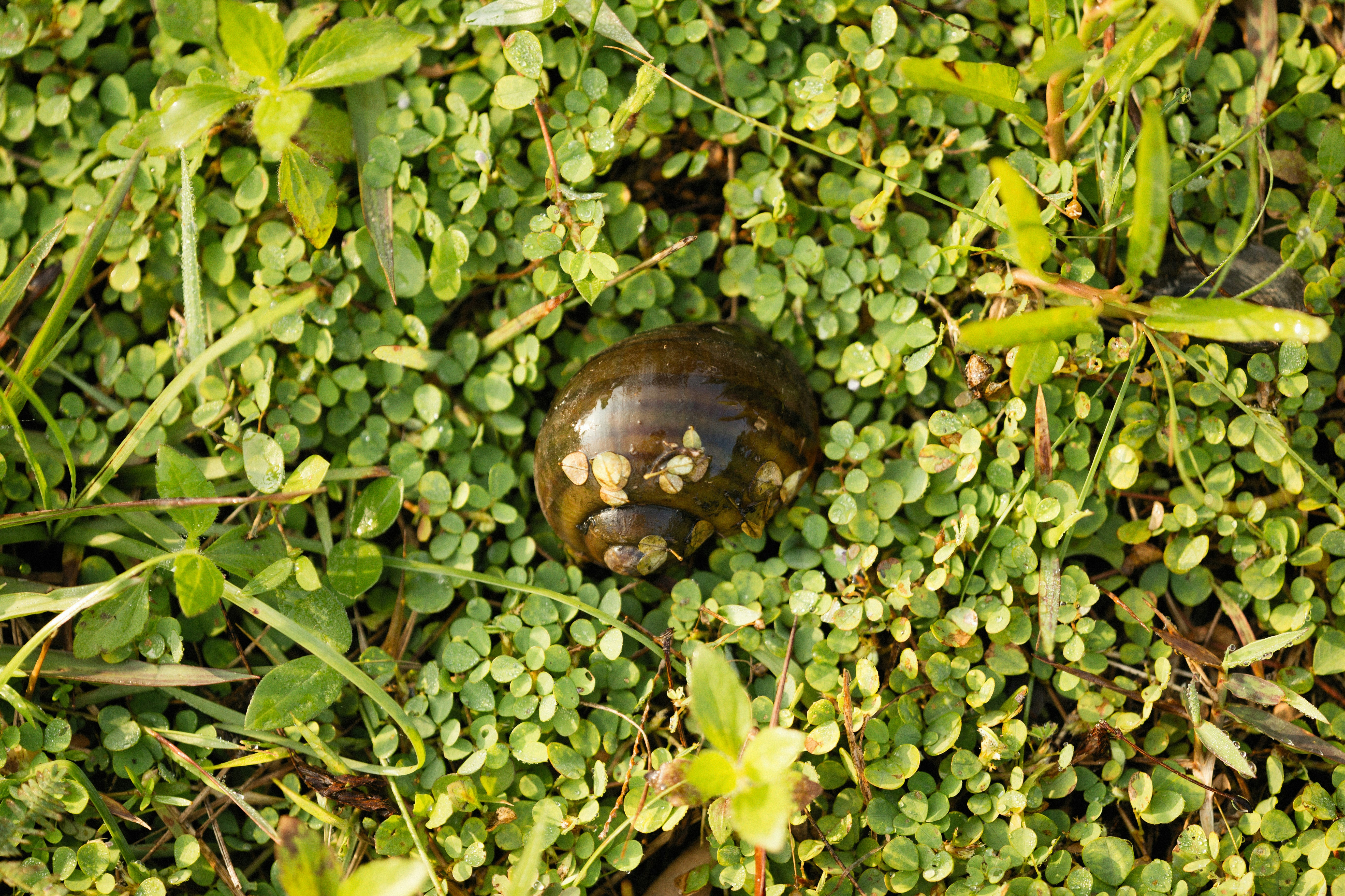 A turtle shell in the middle of a patch of grass photo – Free Bush ...
