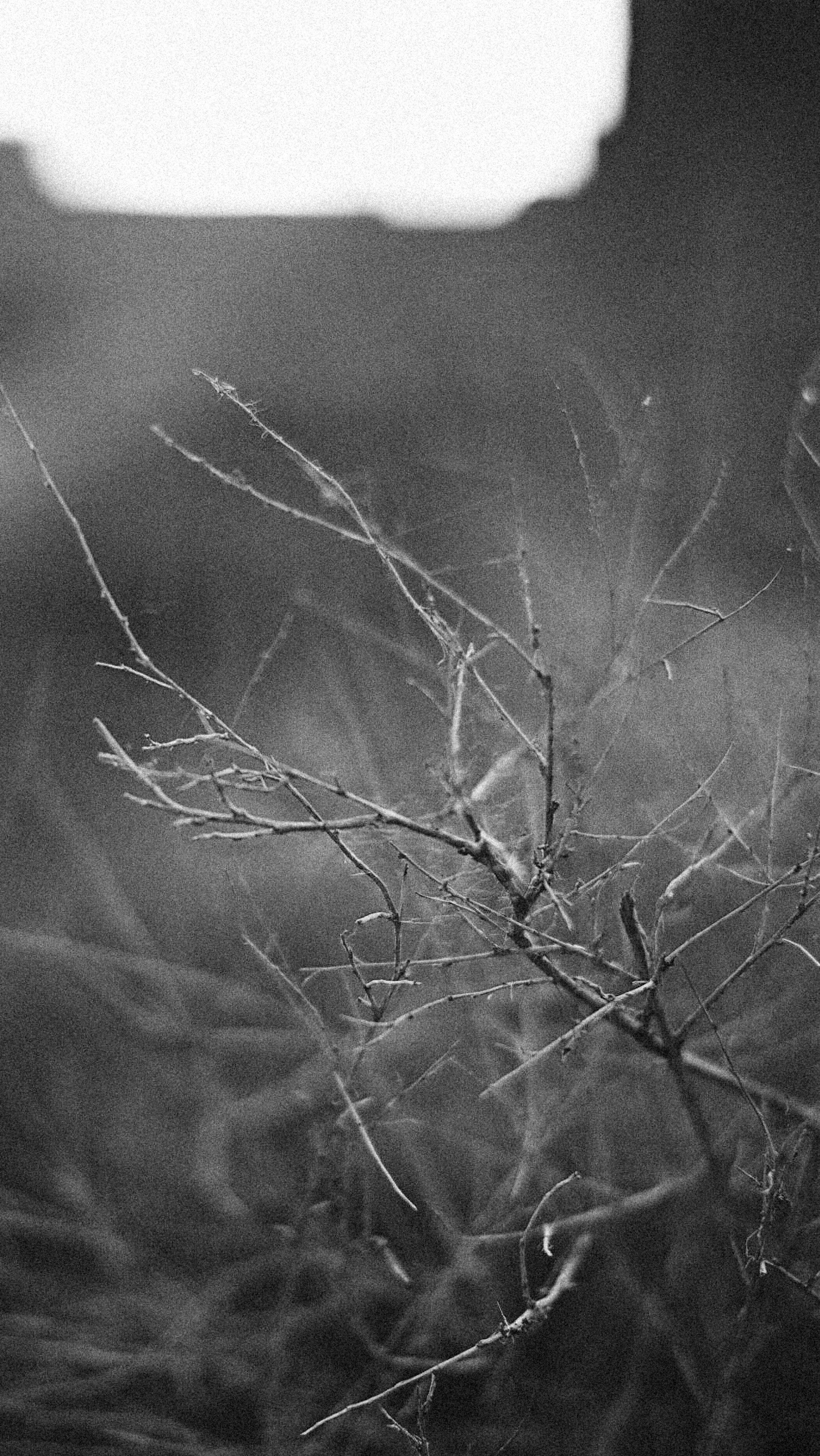 A delicate arrangement of dry twigs and branches, showcasing the intricate textures and forms found in nature. The monochrome palette enhances the organic details.