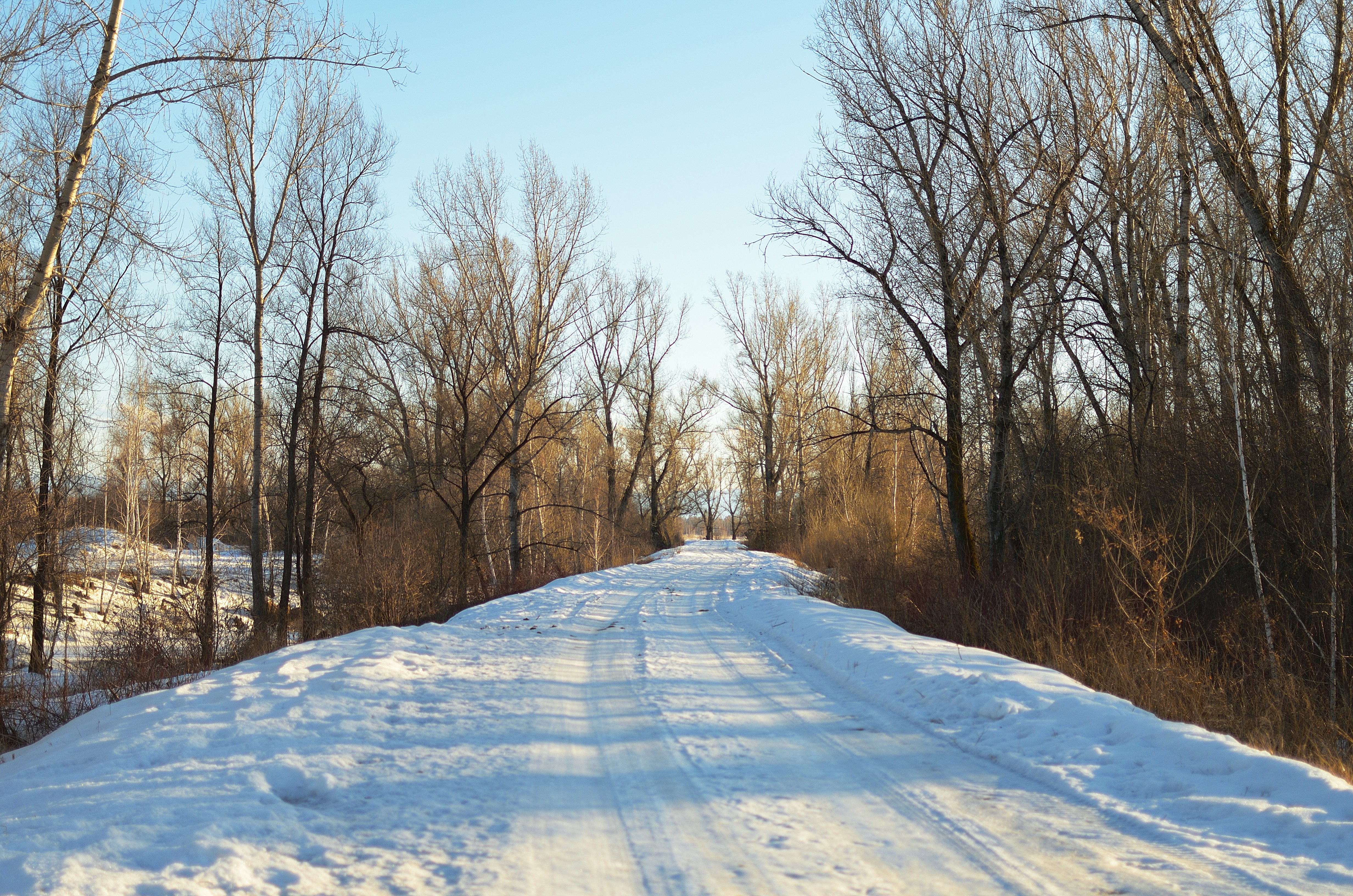 A snow covered road in the middle of a wooded area photo – Free Forest ...