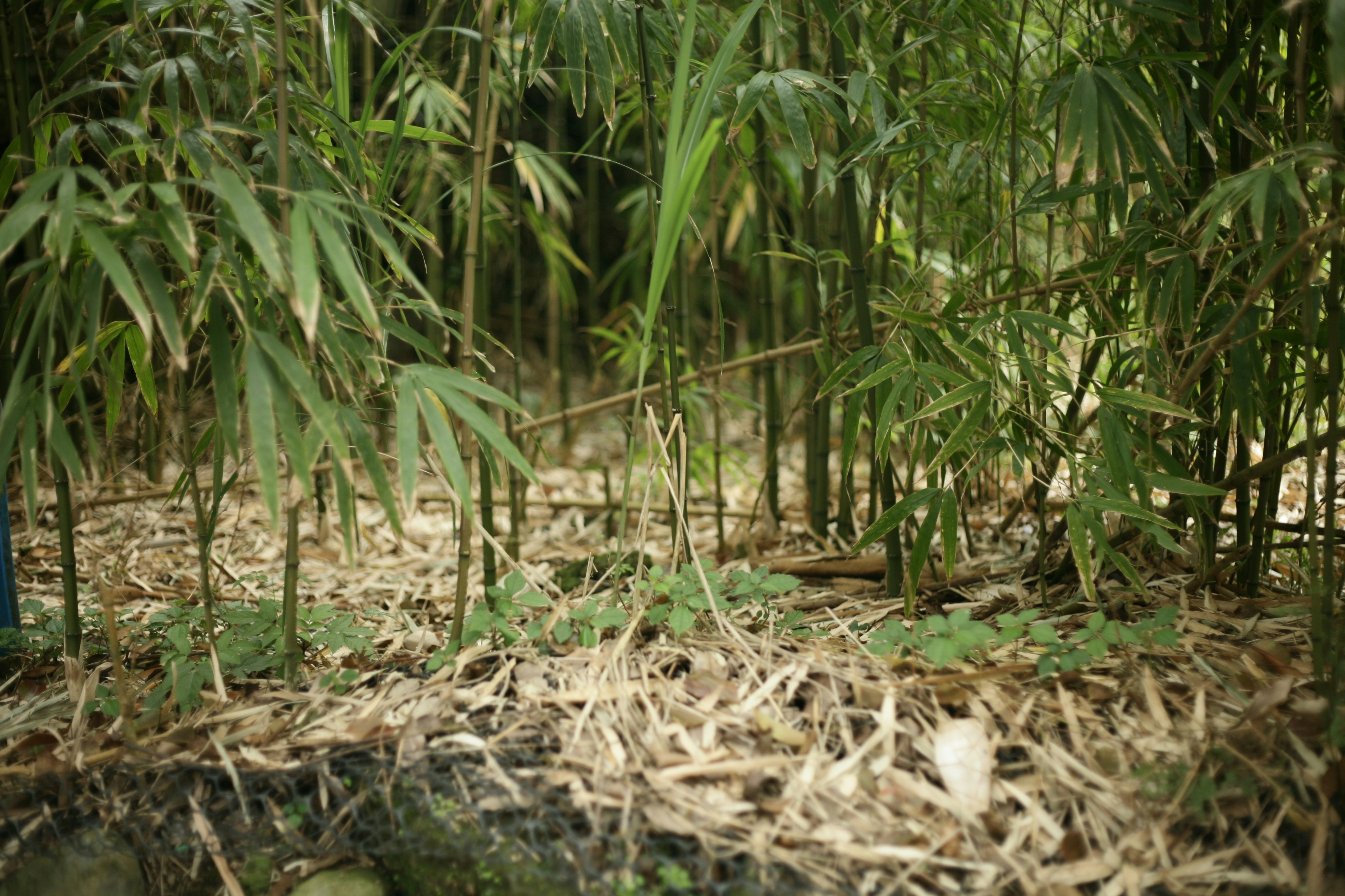 Shadowed Bamboo Alley Over a Leaf-Carpeted Bank