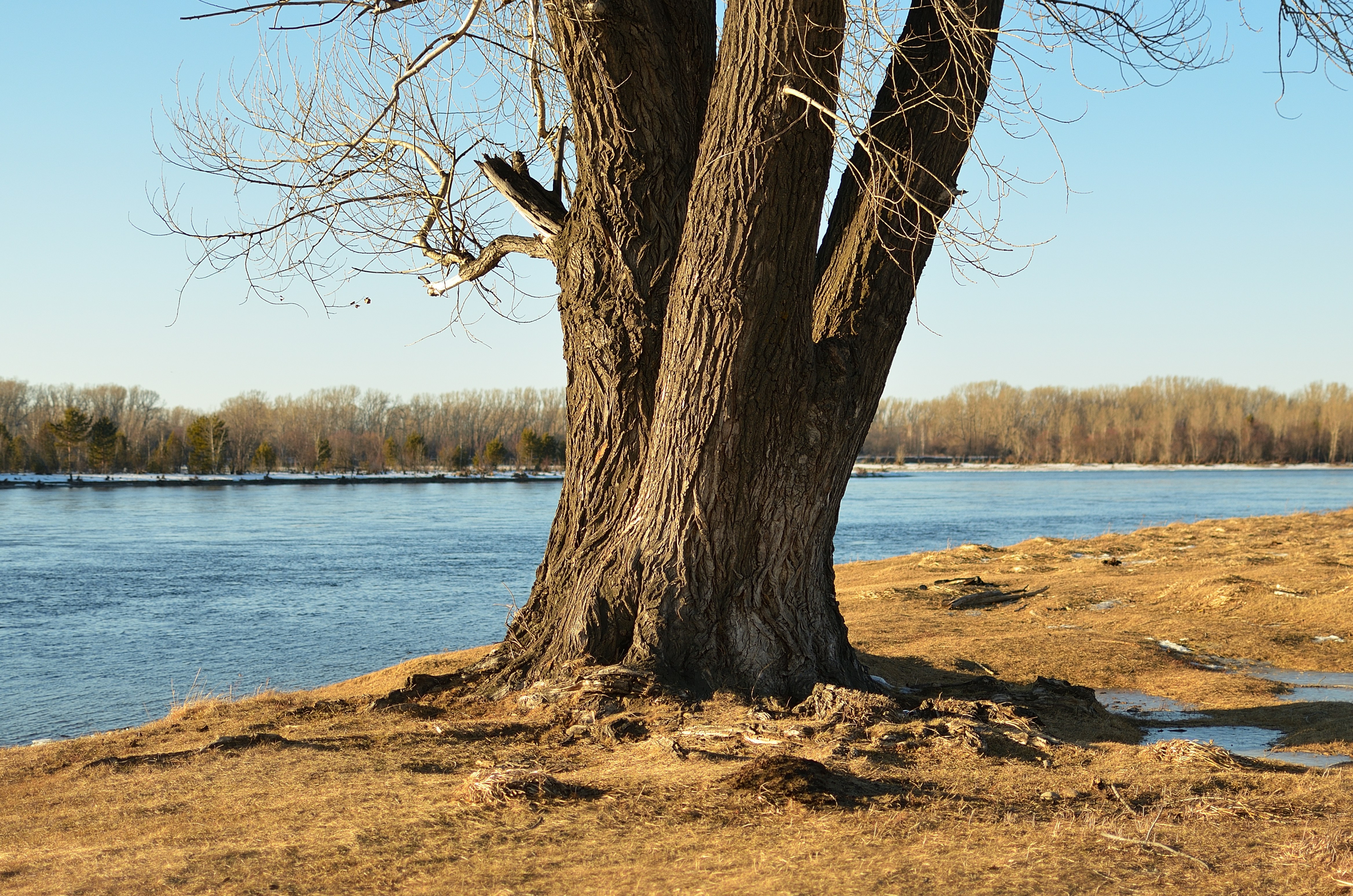 A large tree next to a body of water photo – Free Siberia Image on Unsplash