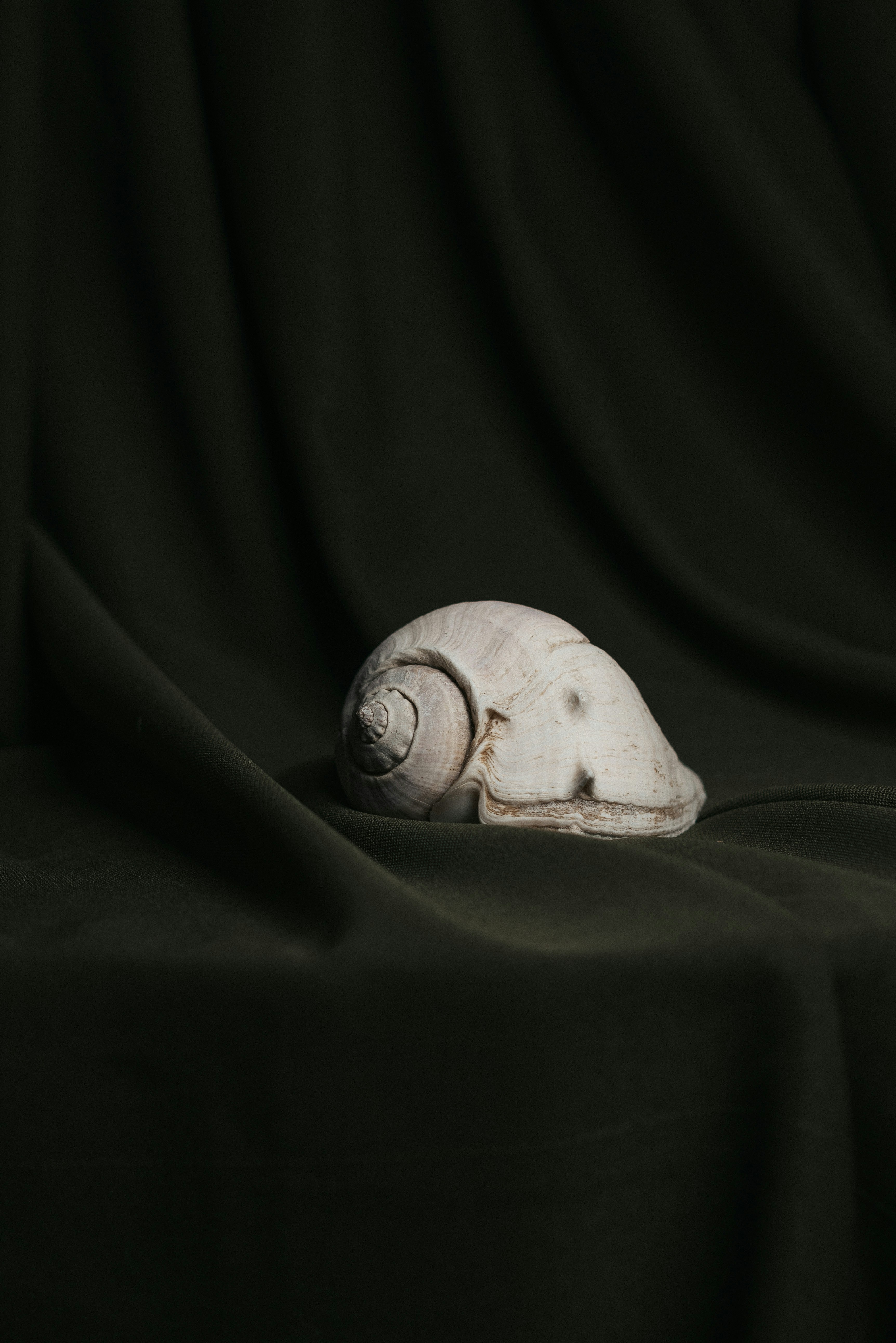 A white shell sitting on top of a black cloth photo – Free Grey Image ...