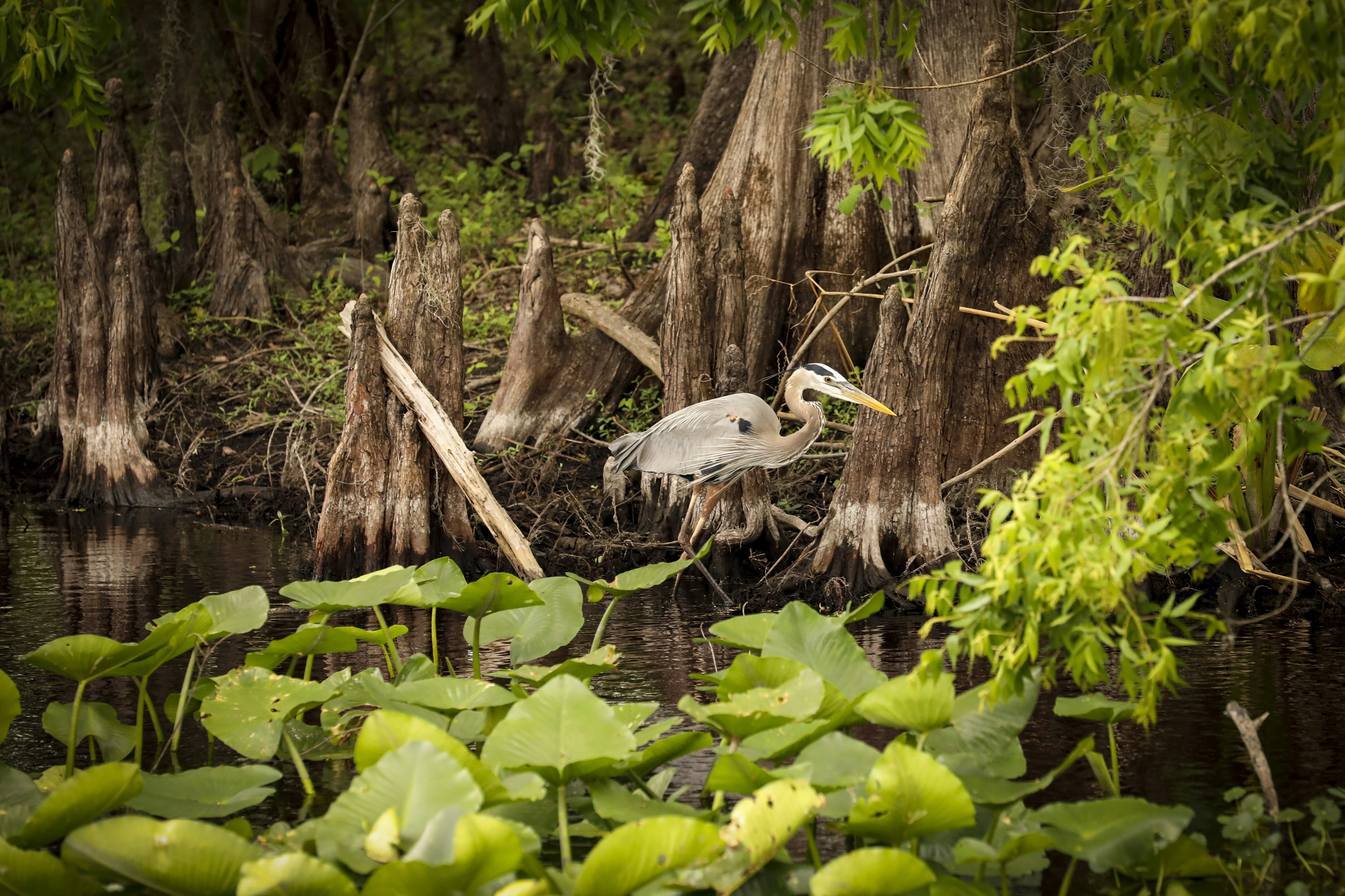 Heron standing among cypress knees and lush greenery at a water's edge.