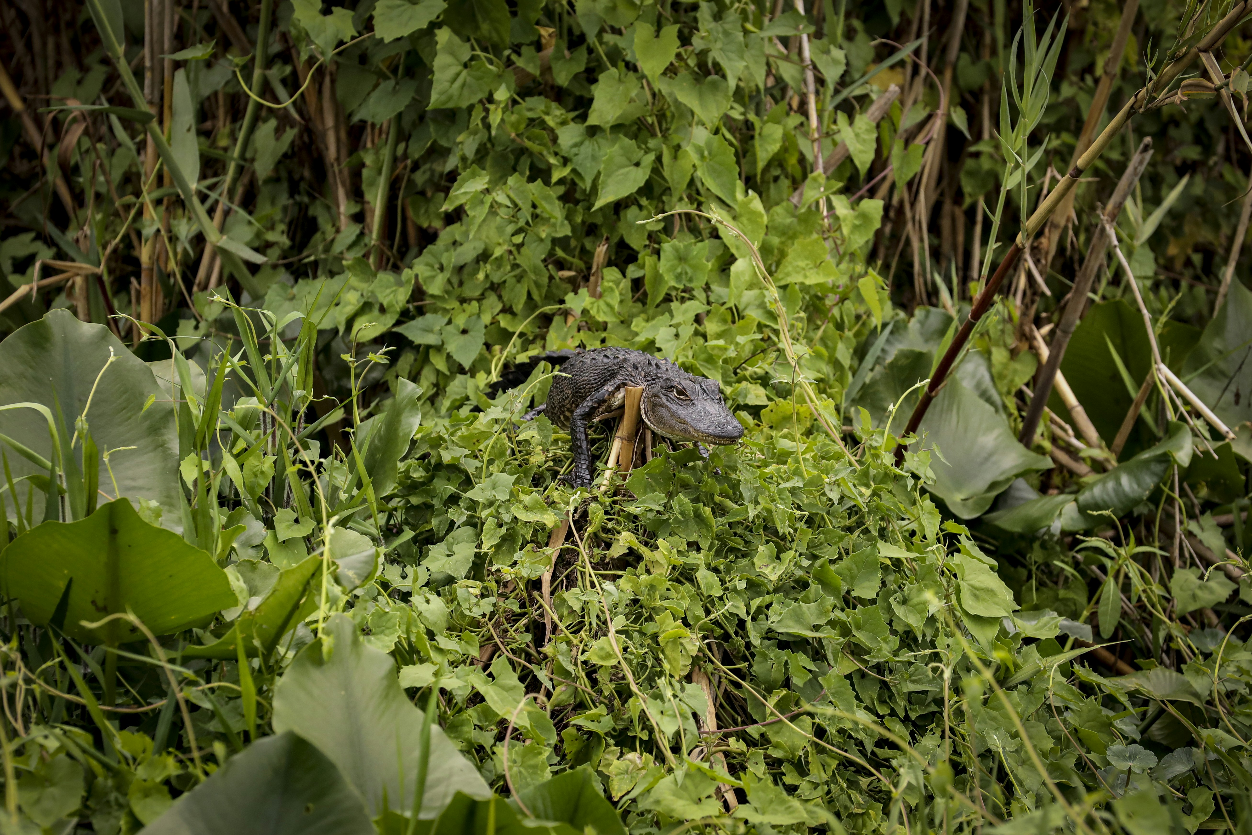 Emerald Veil: A Water Monitor Rests Amid Dense Ivy