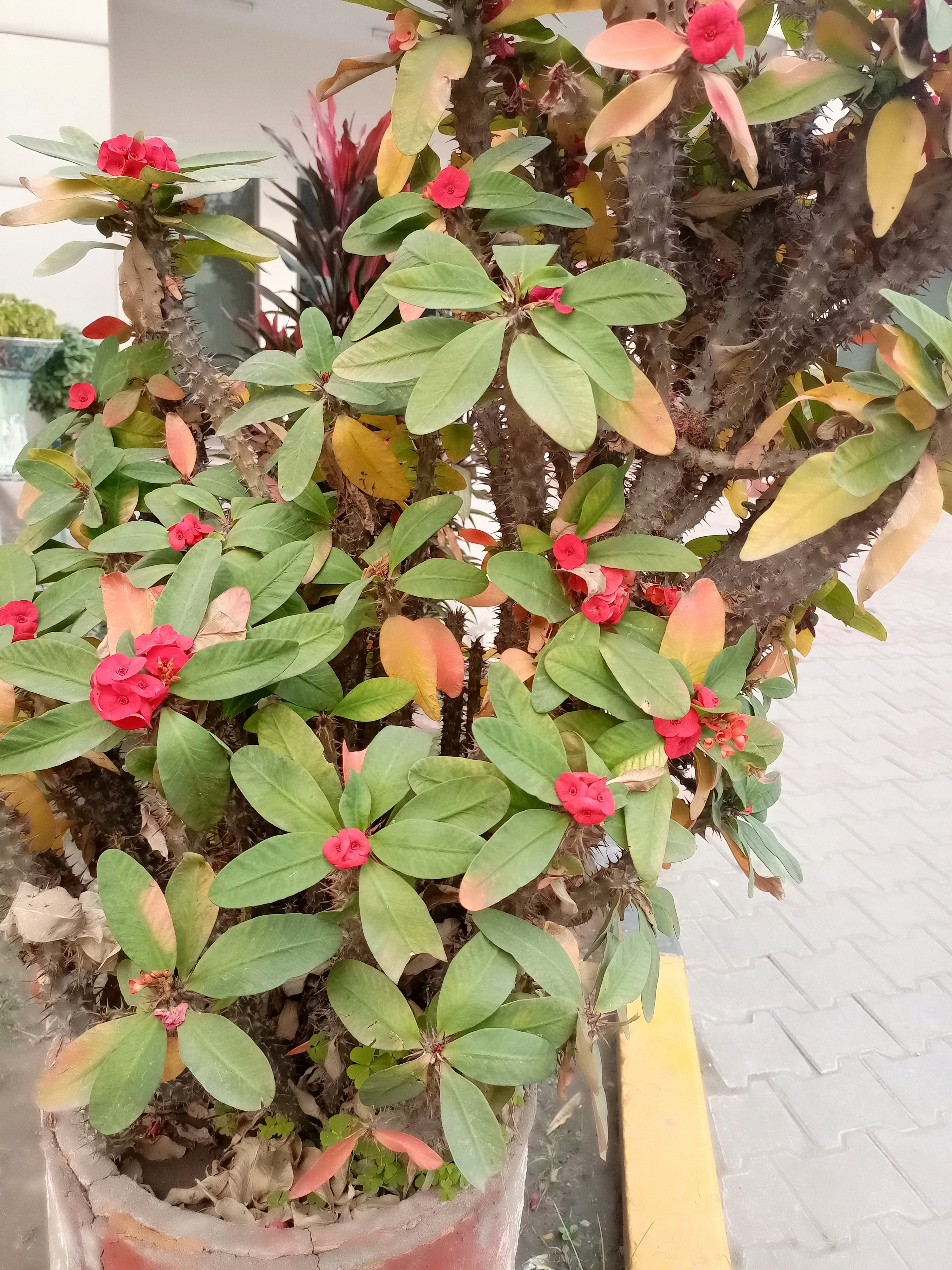 Crown of Thorns plant adorned with bright red flowers amidst lush green leaves, showcasing its resilience in an urban setting.