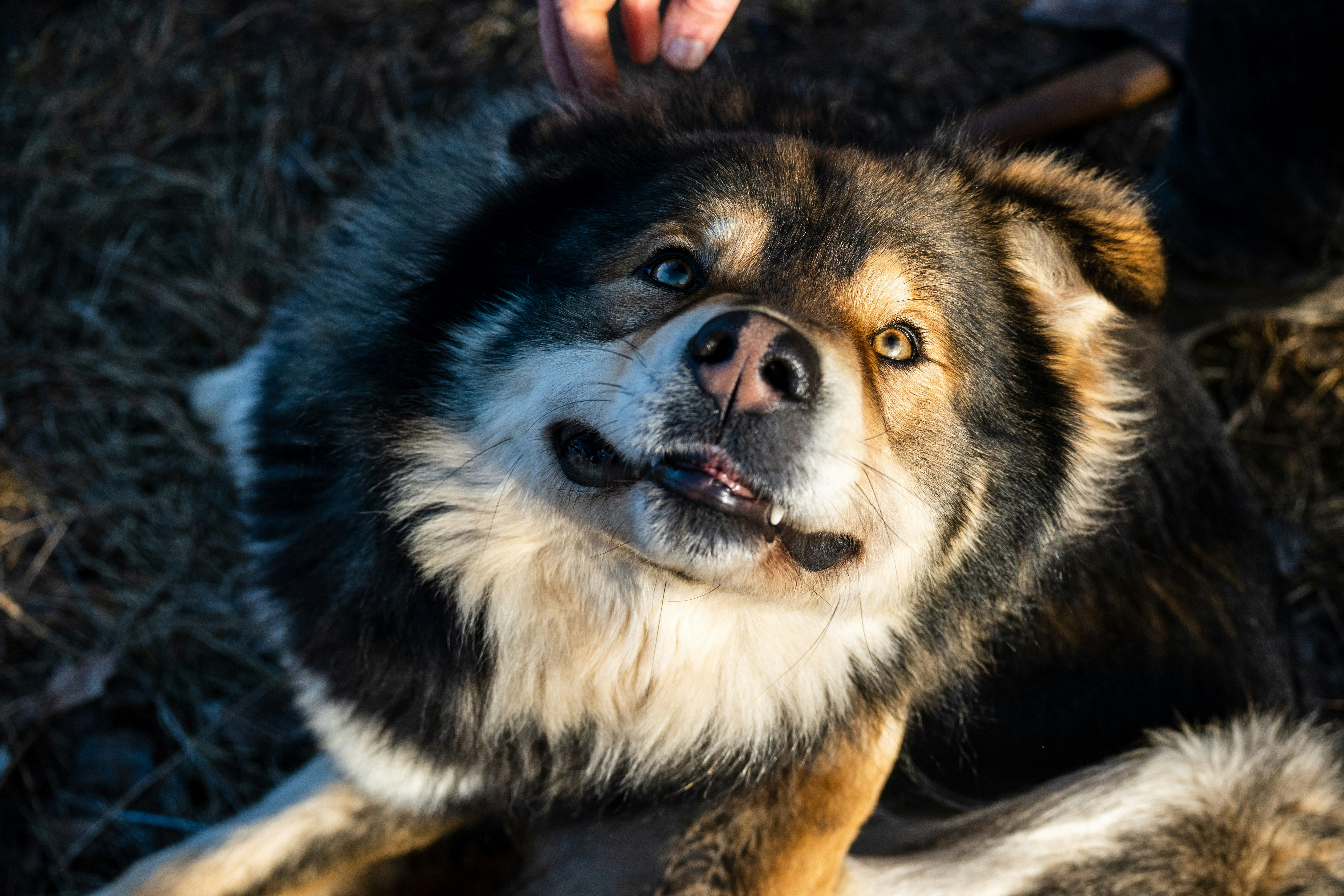 A cheerful dog with a thick coat gazes up with a playful expression, basking in warm sunlight while being petted.