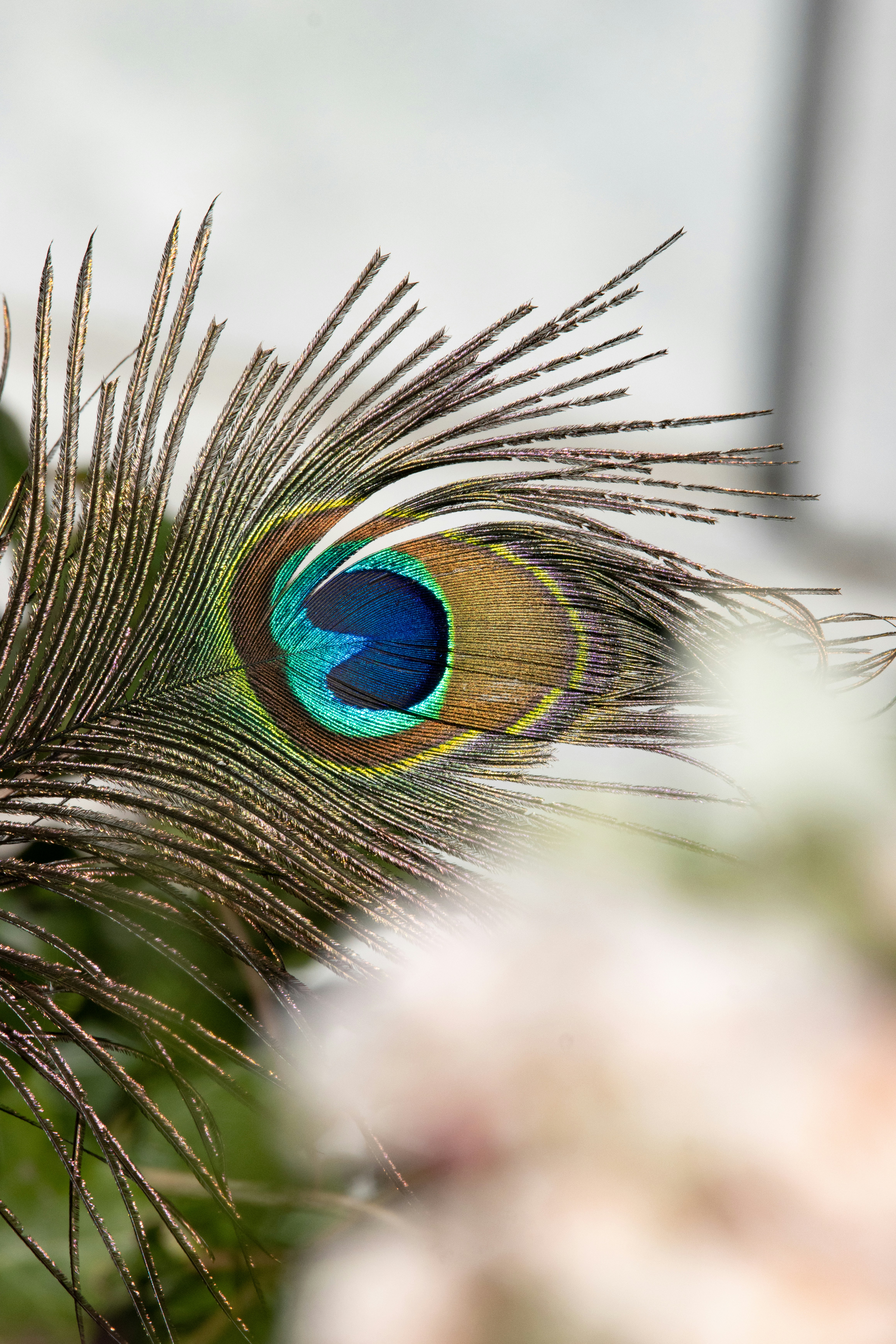 Iris Peak: Peacock Feather in Focus Amid Soft Garden Blur
