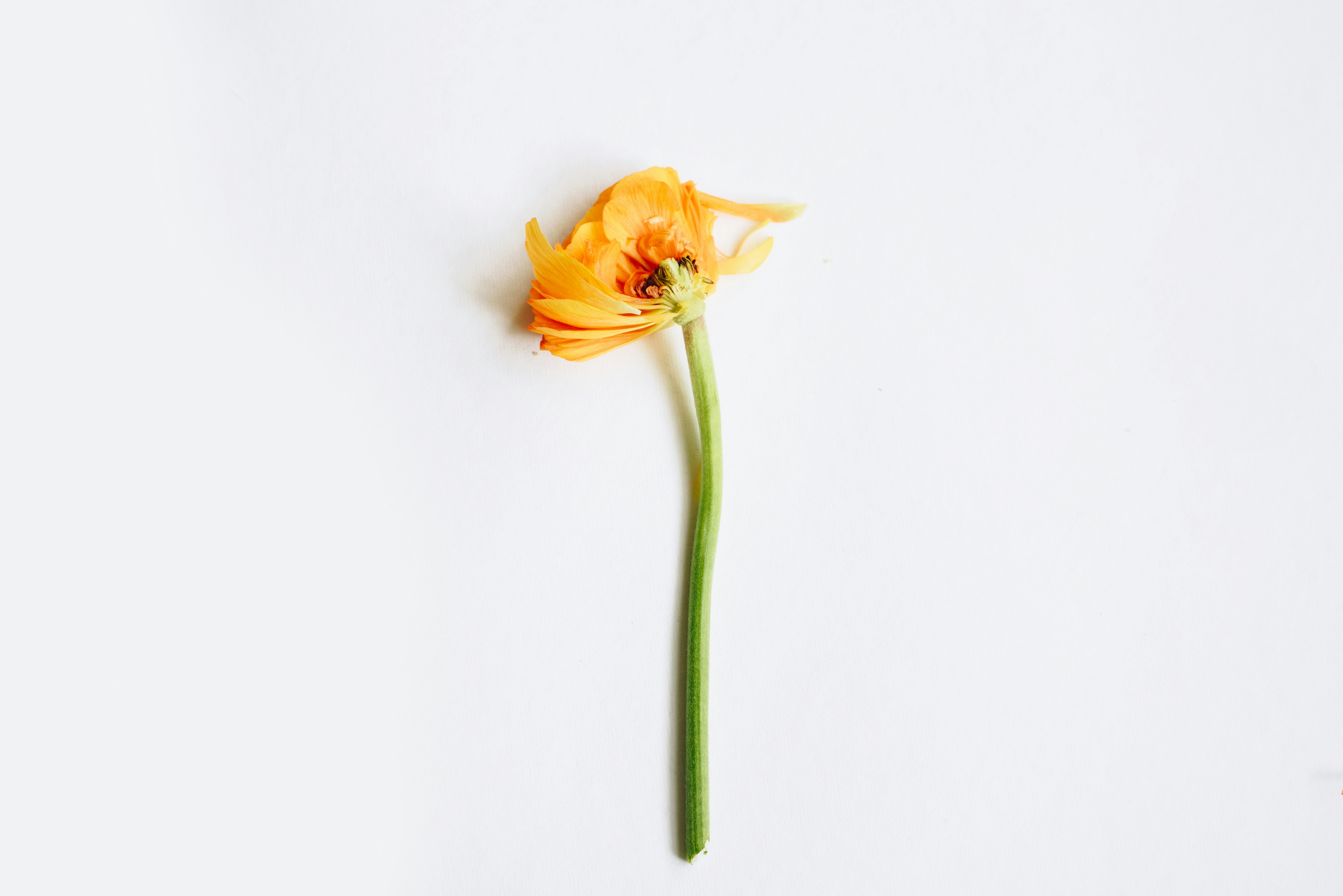 A single orange flower on a white background photo – Free Flower Image ...