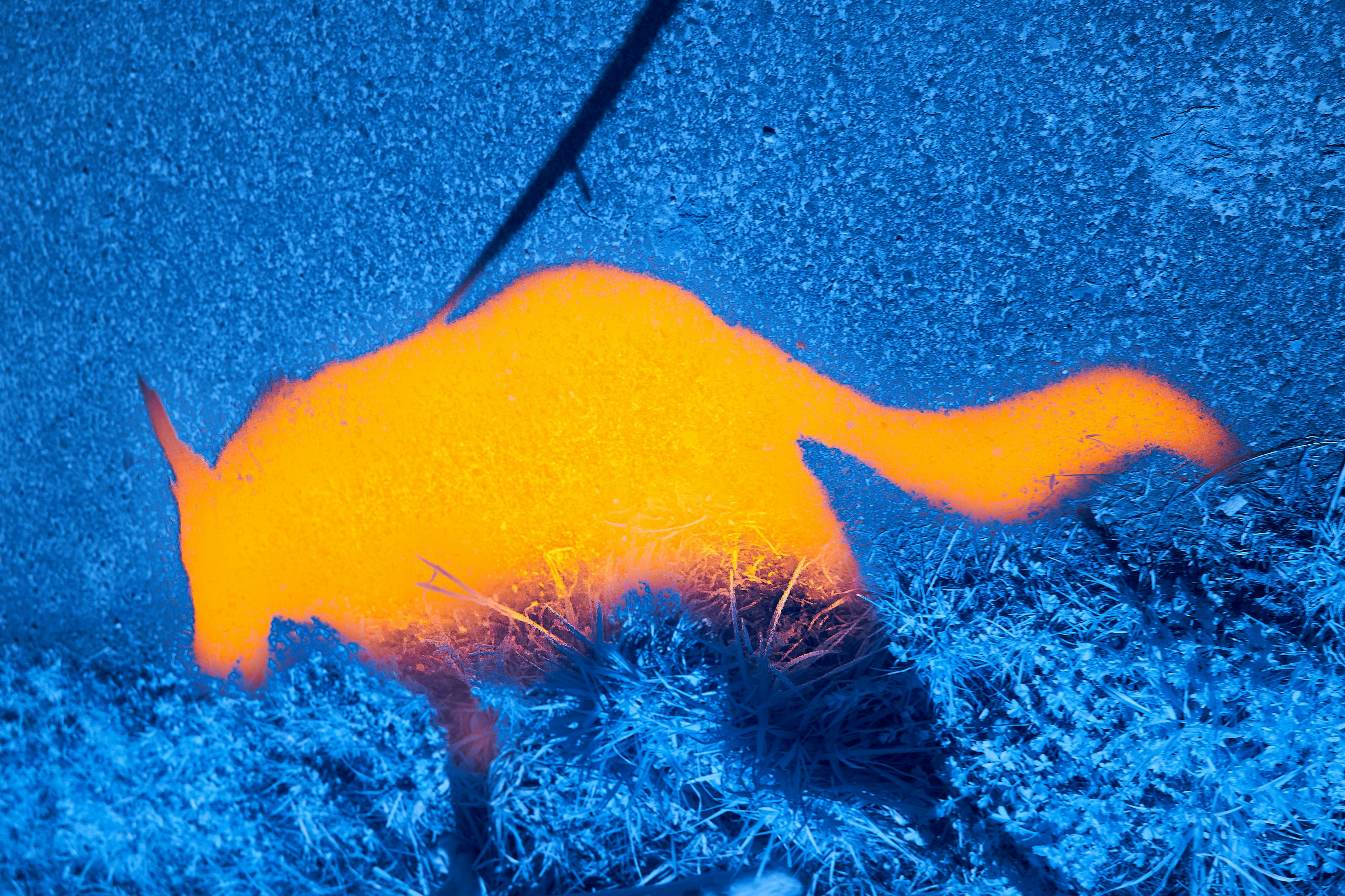 Orange Fox Silhouette in an Electric Blue Frostscape