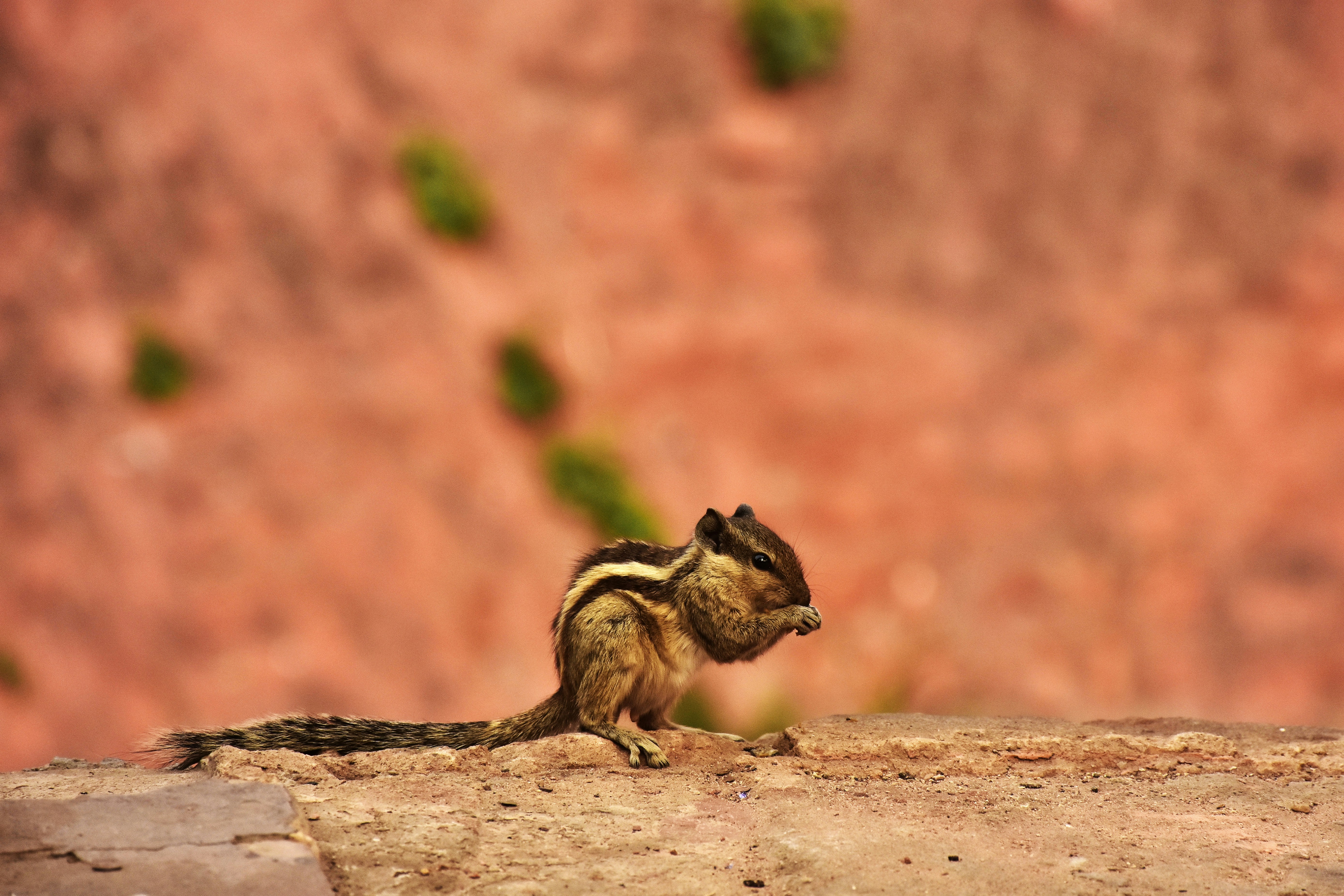 Chipmunk on a sunlit ledge: a close-up of a tiny woodland acrobat