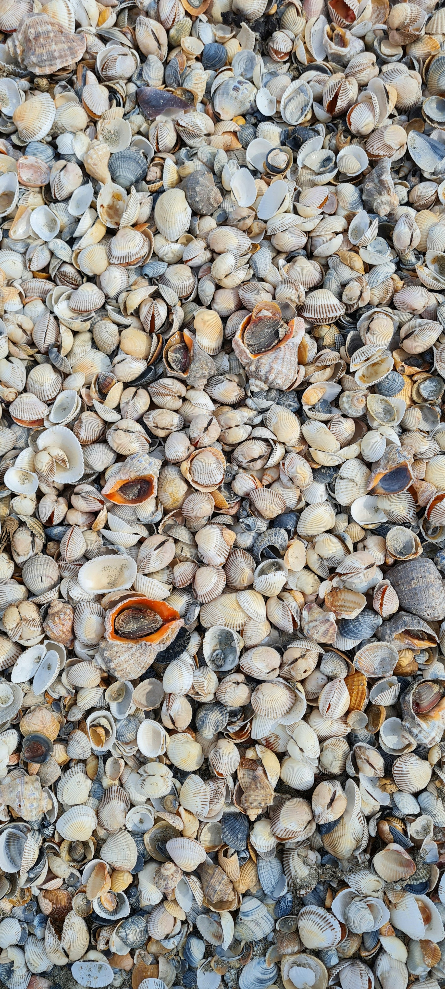A bunch of shells that are laying on the ground photo – Free Grey Image ...