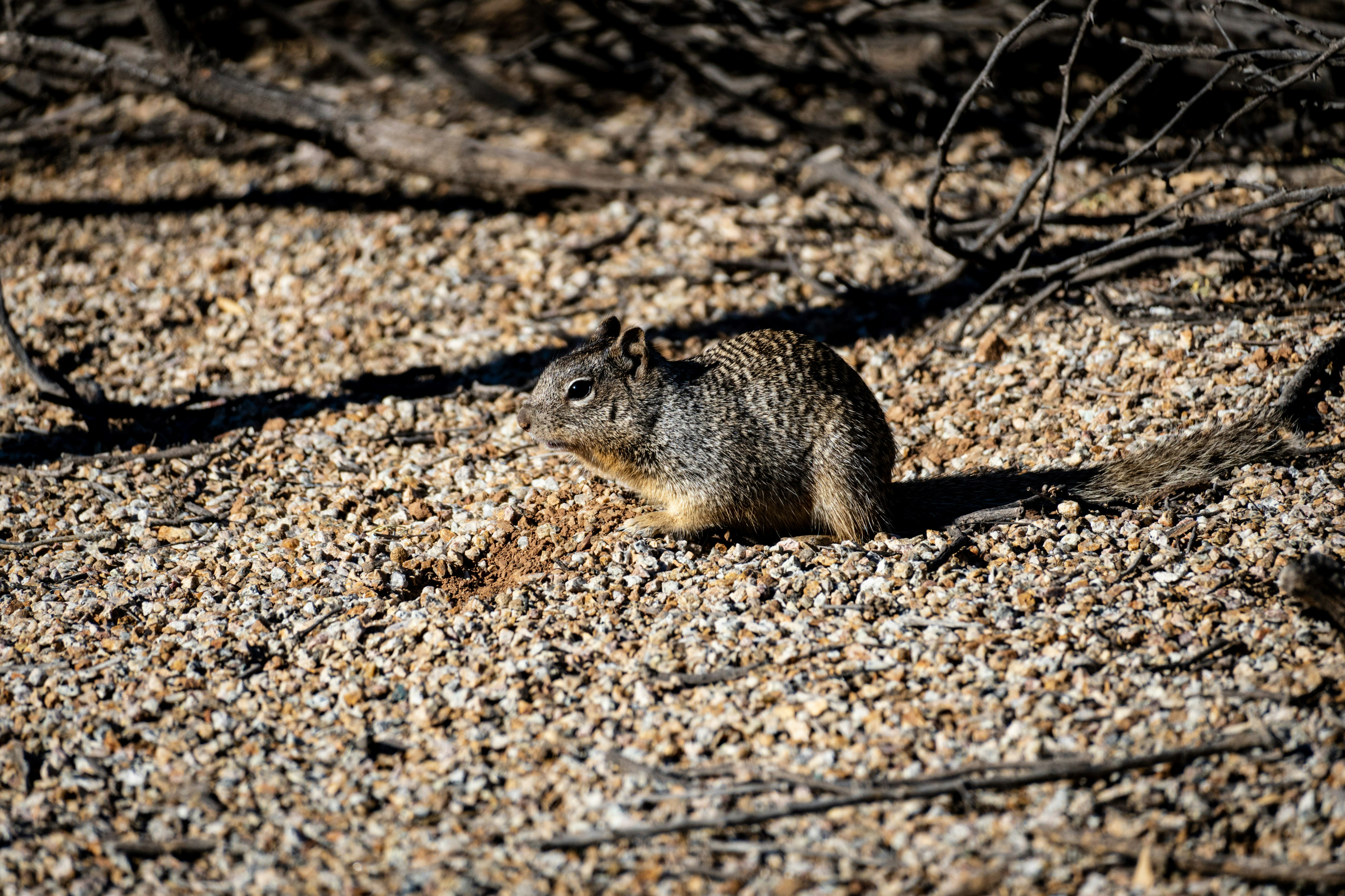 A small rodent standing on top of a pile of dirt photo – Free Brown ...