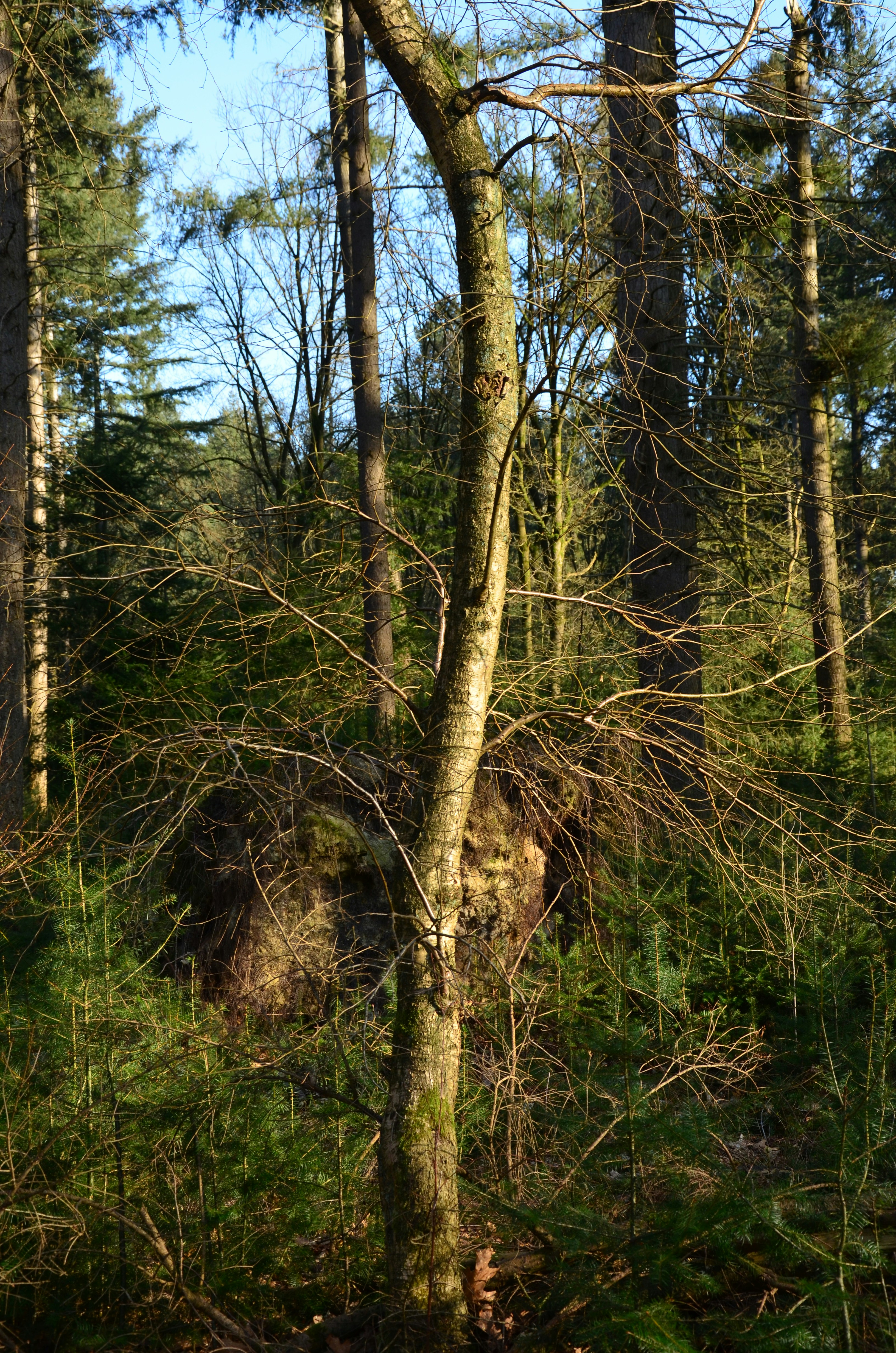Center Trunk Rising Through a Veil of Bare Branches in an Evergreen Corridor