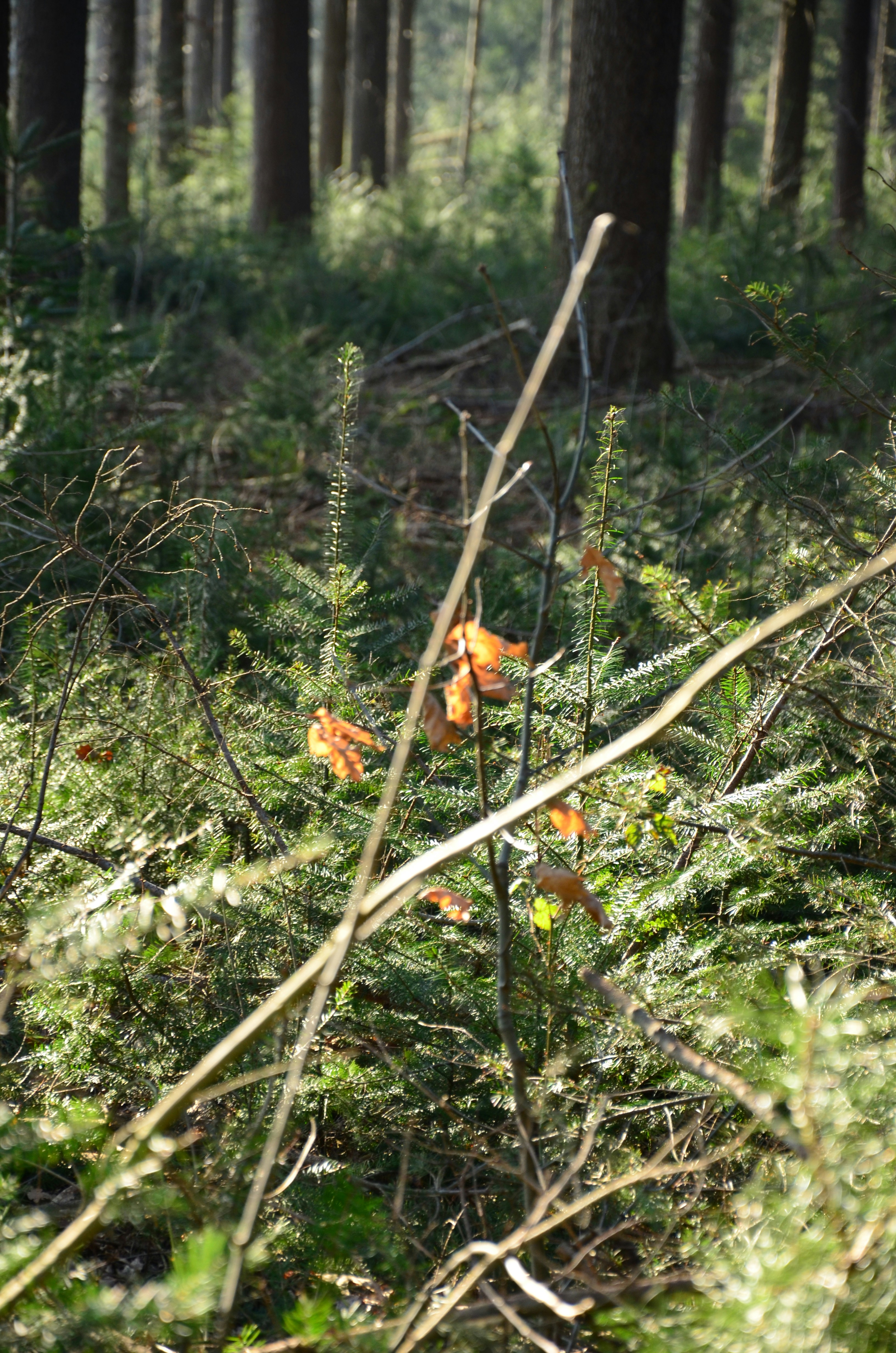 a small orange flower in the middle of a forest