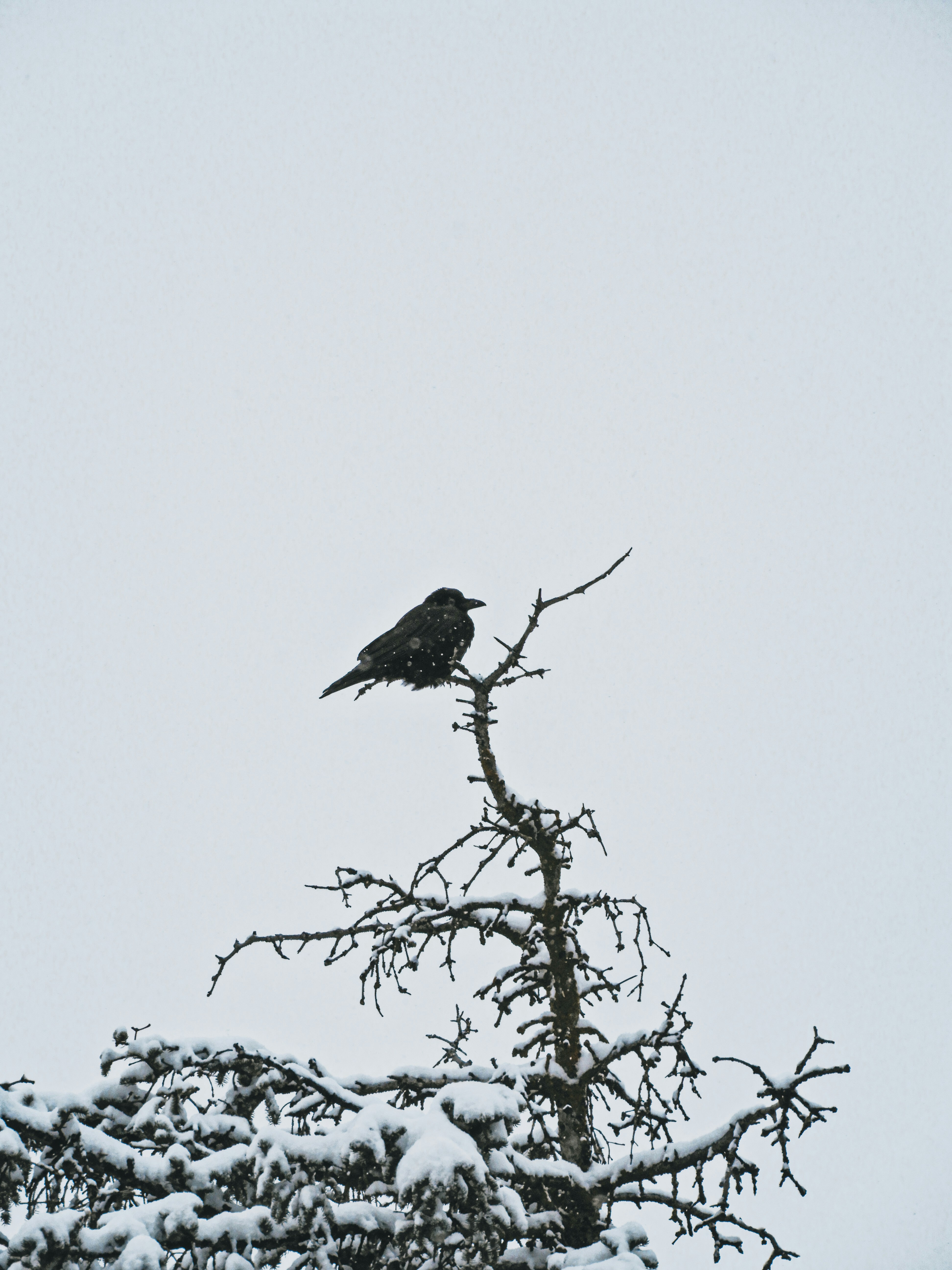 Snowbound Sentinel: Crow perched on frost-kissed bare branches