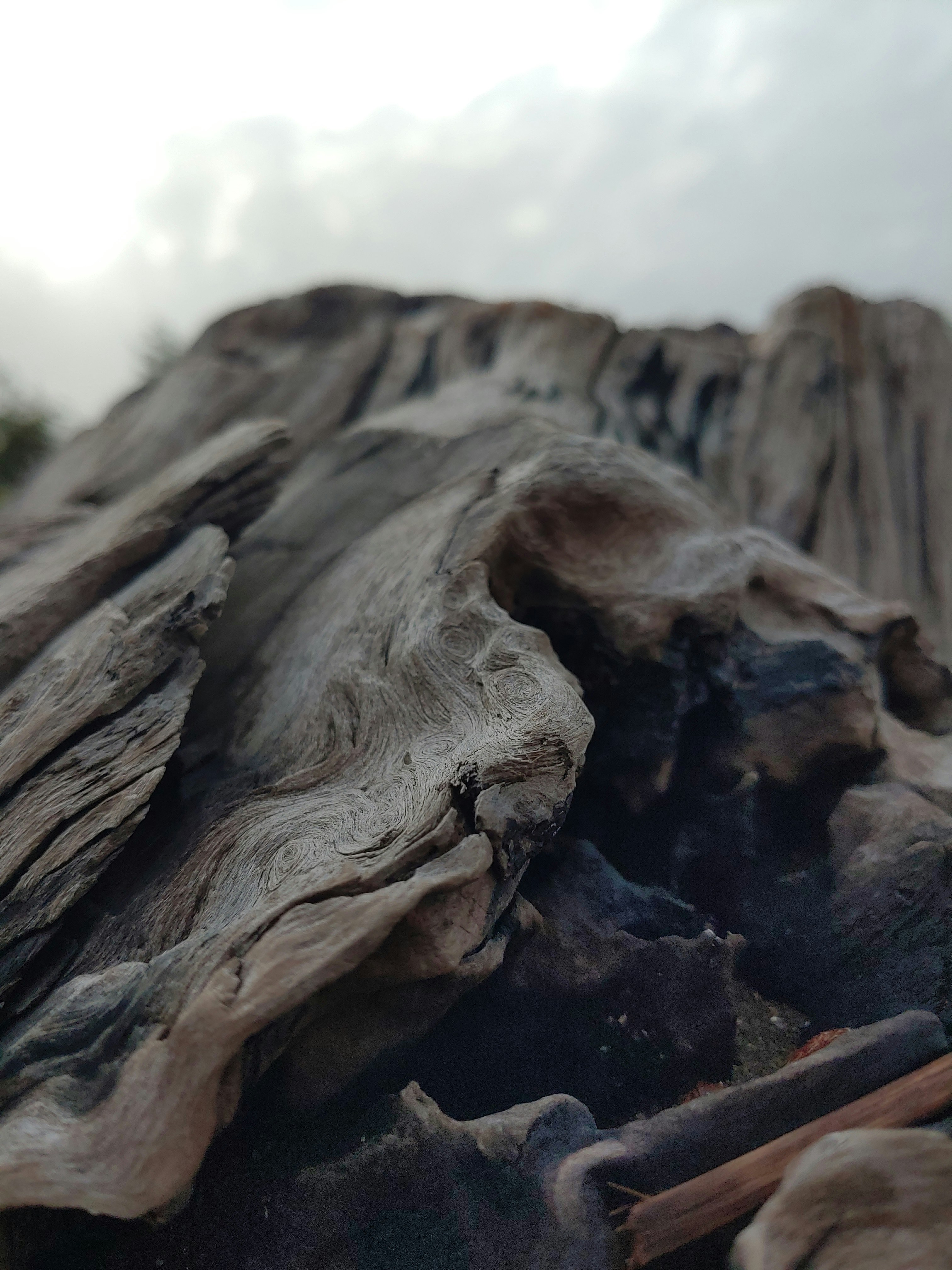 Close-up photograph of weathered driftwood grain and knots with a soft sky backdrop. It highlights tactile texture and organic patterns.