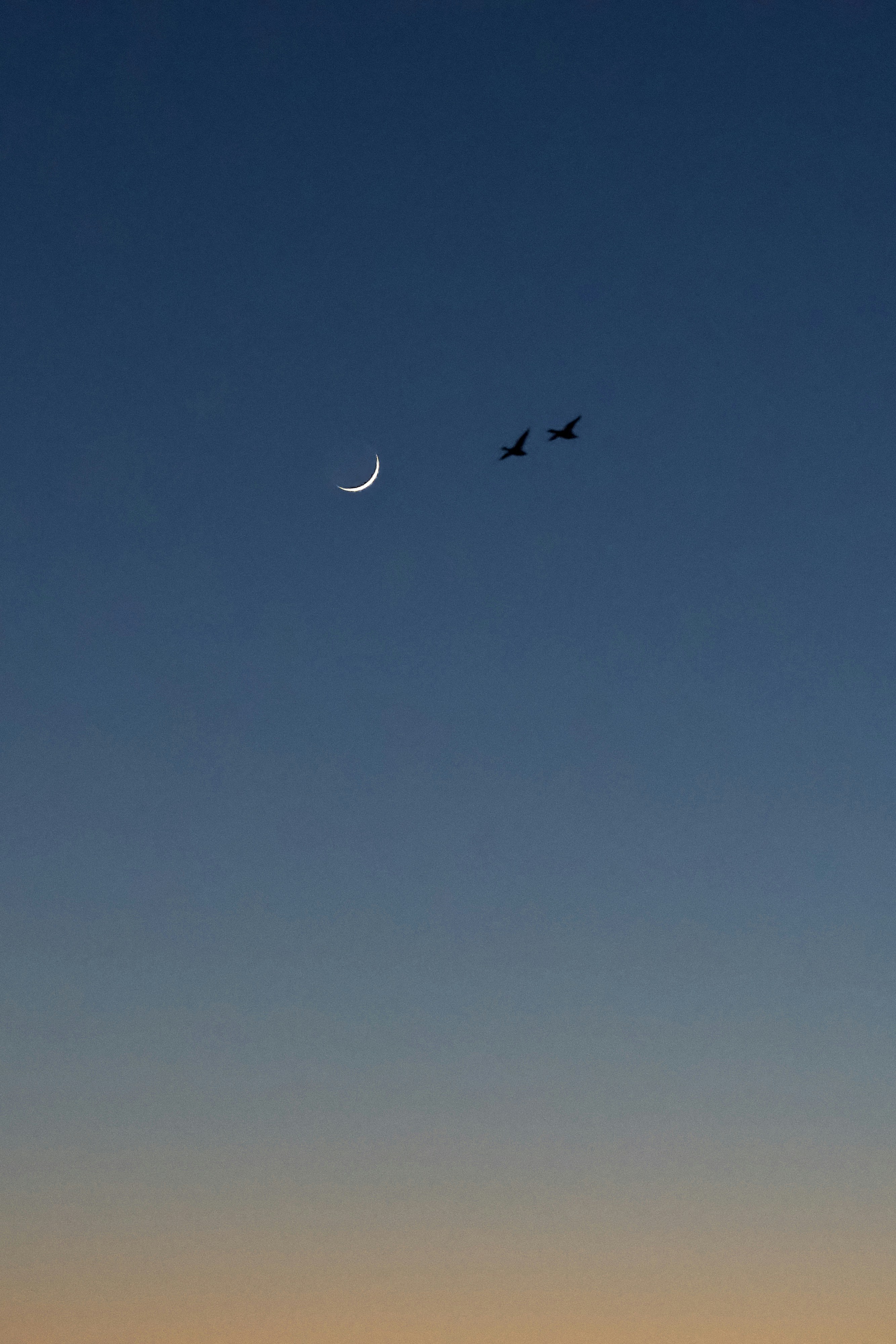 Crescent Moon and Two Silhouetted Birds over a Dusk Gradient