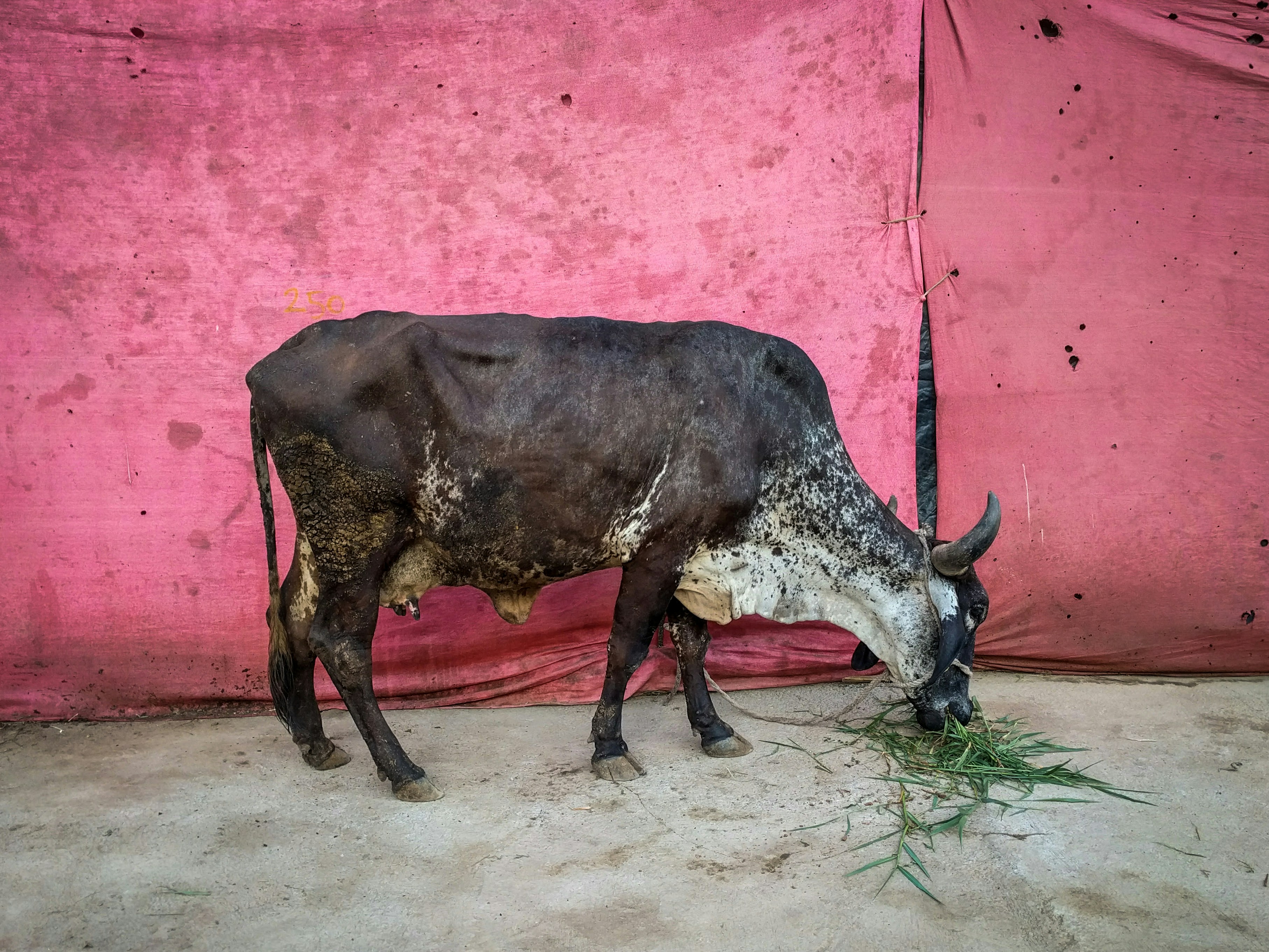 Cow feeding on greenery in front of a vibrant pink wall.
