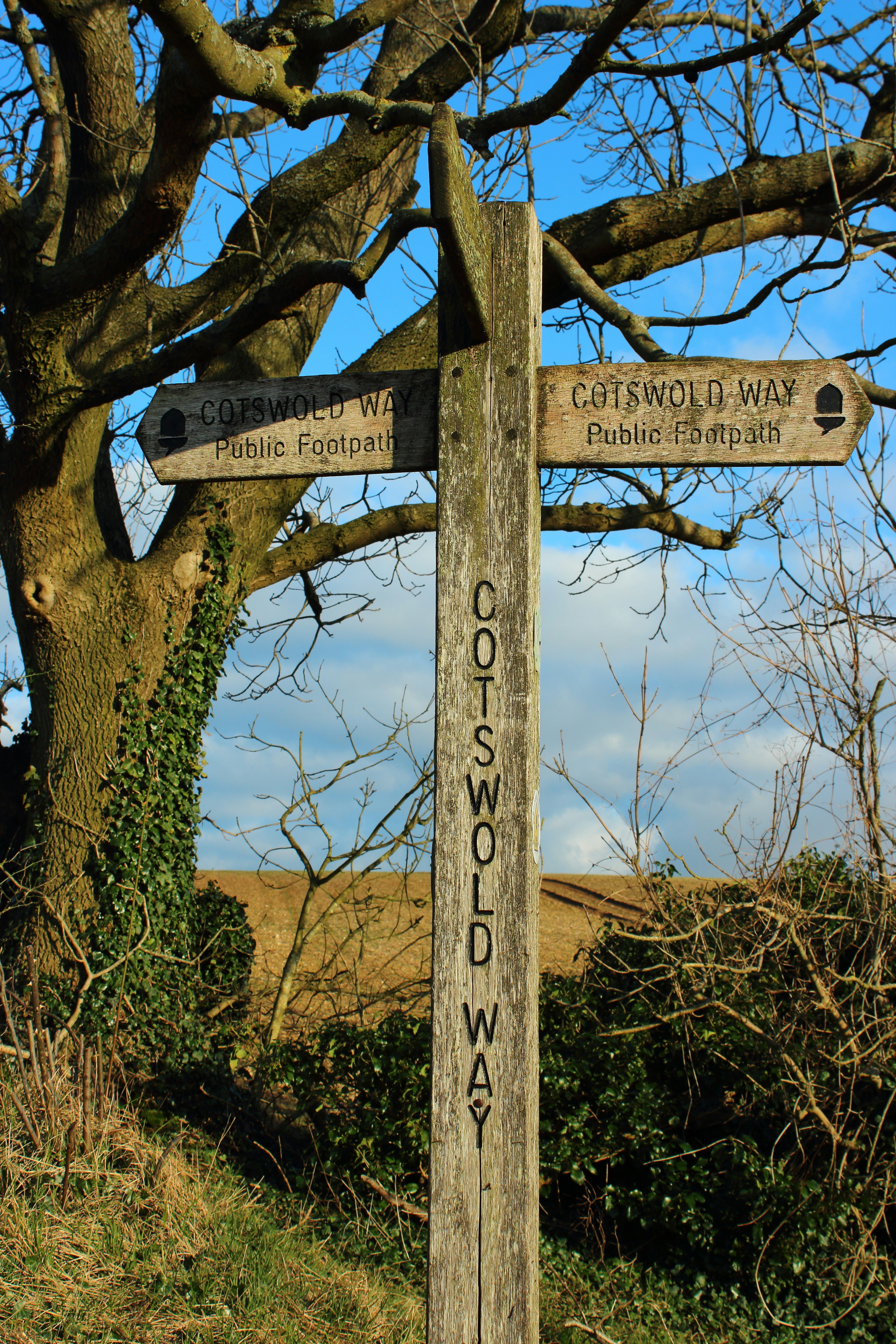 A wooden sign pointing in different directions in front of a tree photo ...