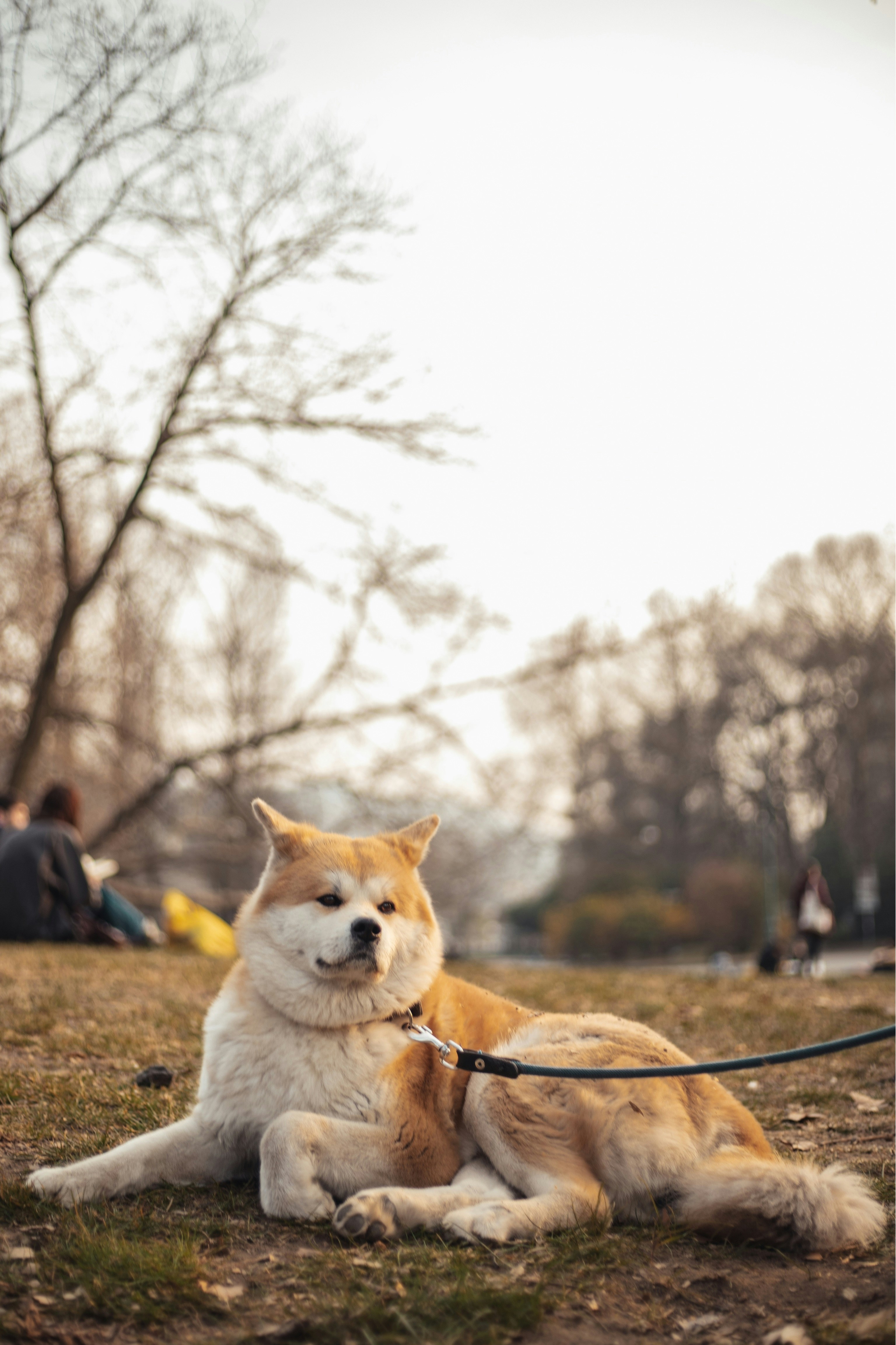 A dog tied to a leash in a park photo – Free Human Image on Unsplash