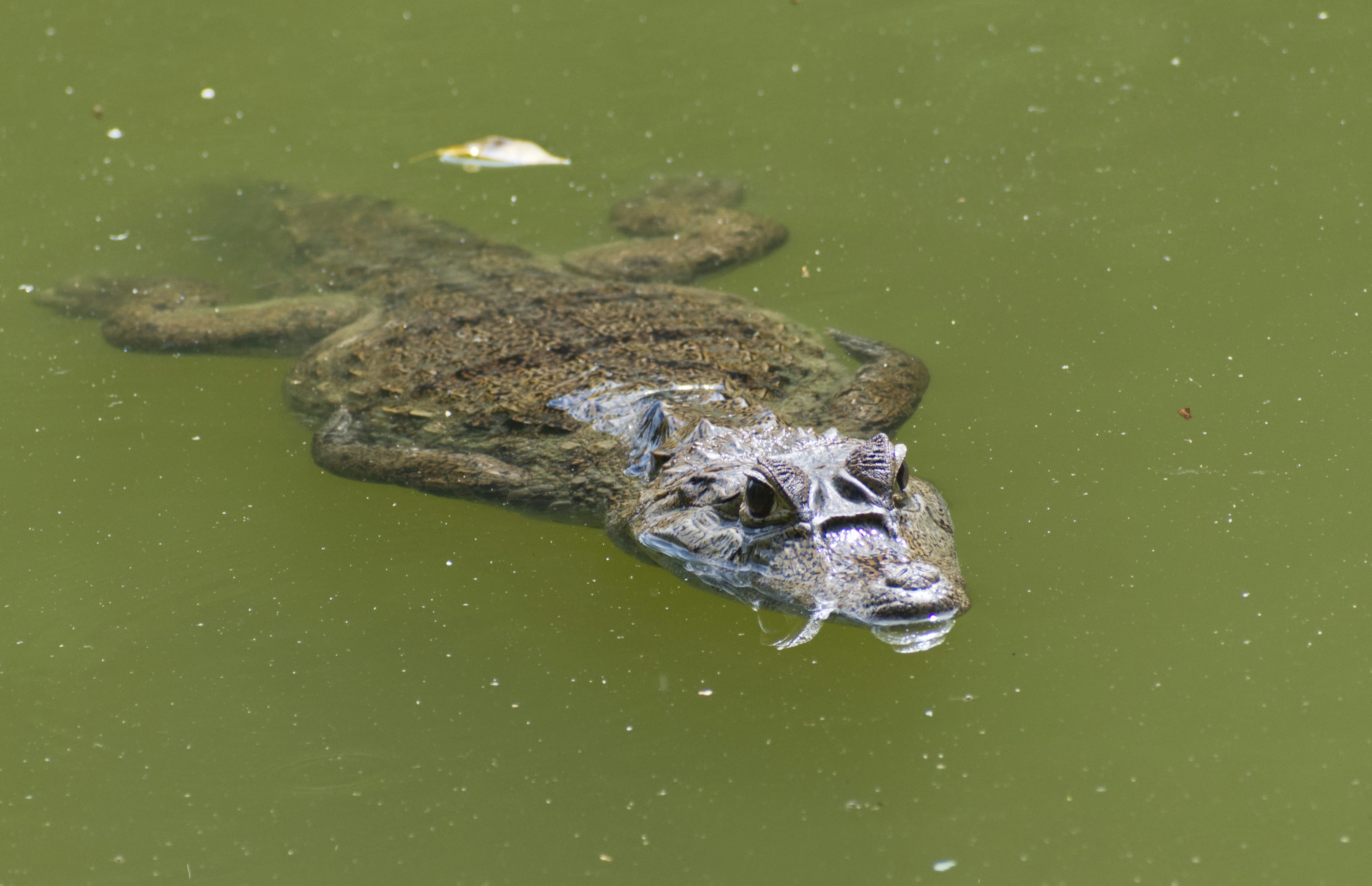 Caiman Pictures | Download Free Images on Unsplash