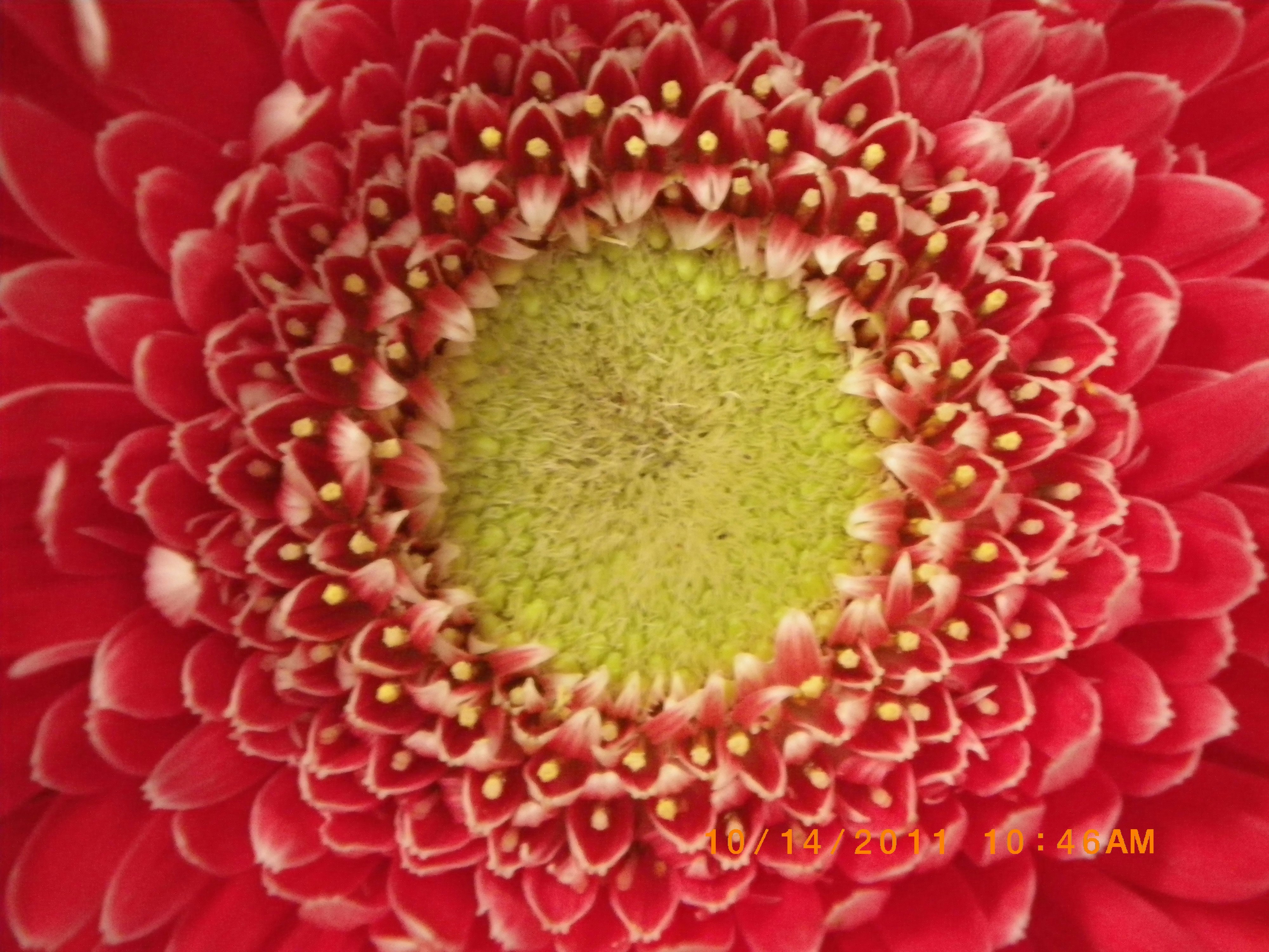 Imágenes de Centro De Flor | Descarga imágenes gratuitas en Unsplash