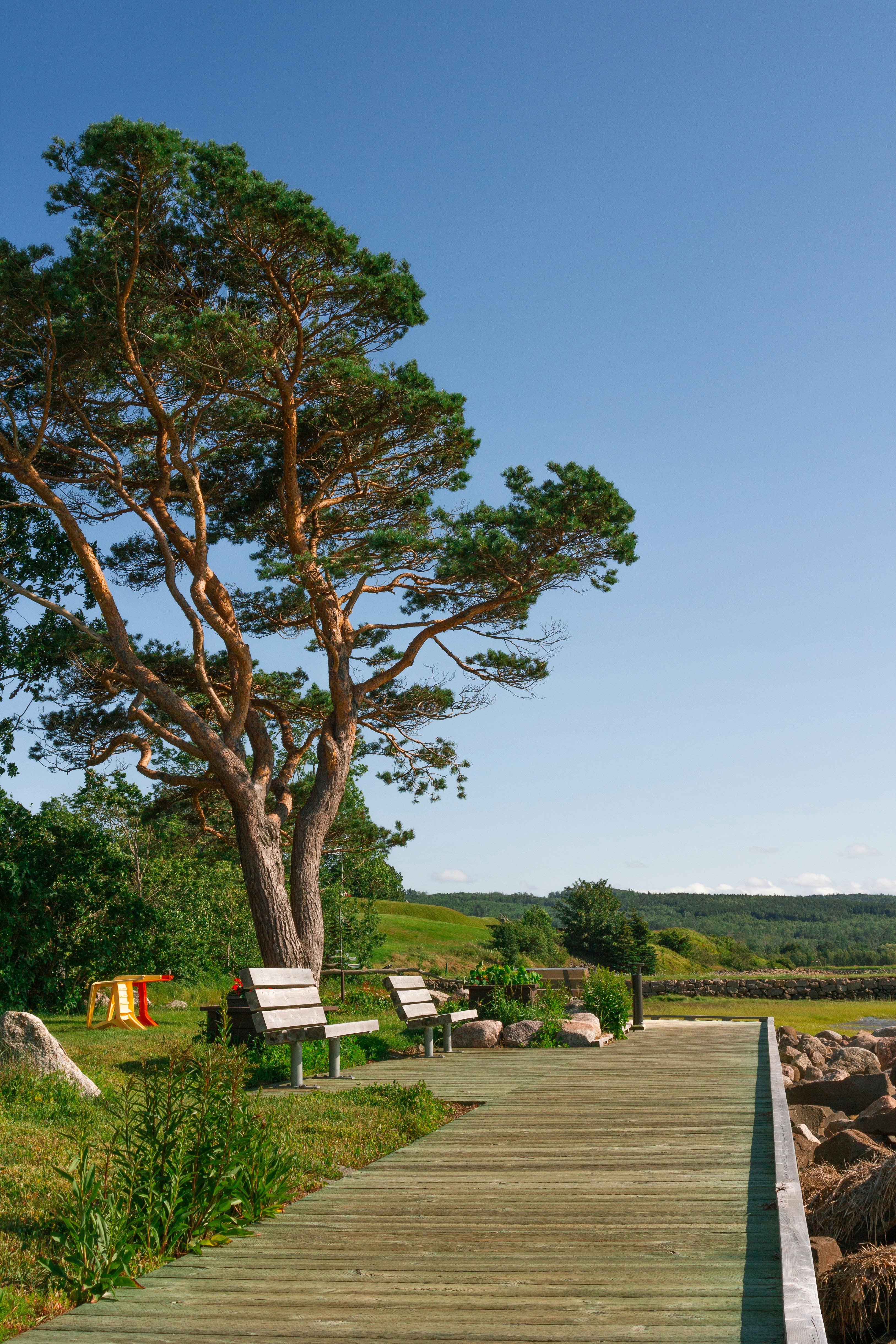 Foto Uma passarela de madeira que leva a uma grande árvore – Imagem de ...