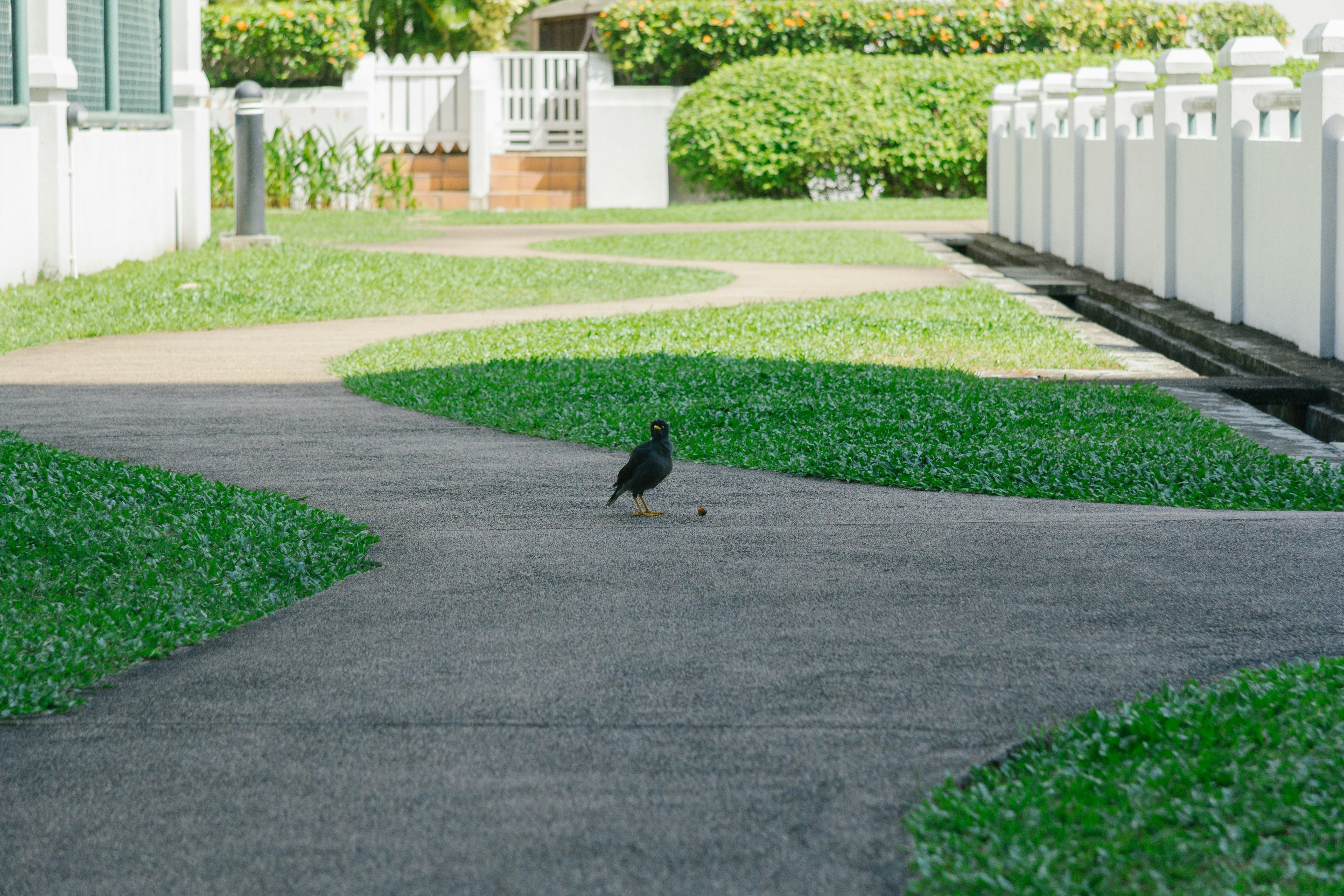 A Javan myna (also known as the white-vented myna, a member of the starling family). Singapore.