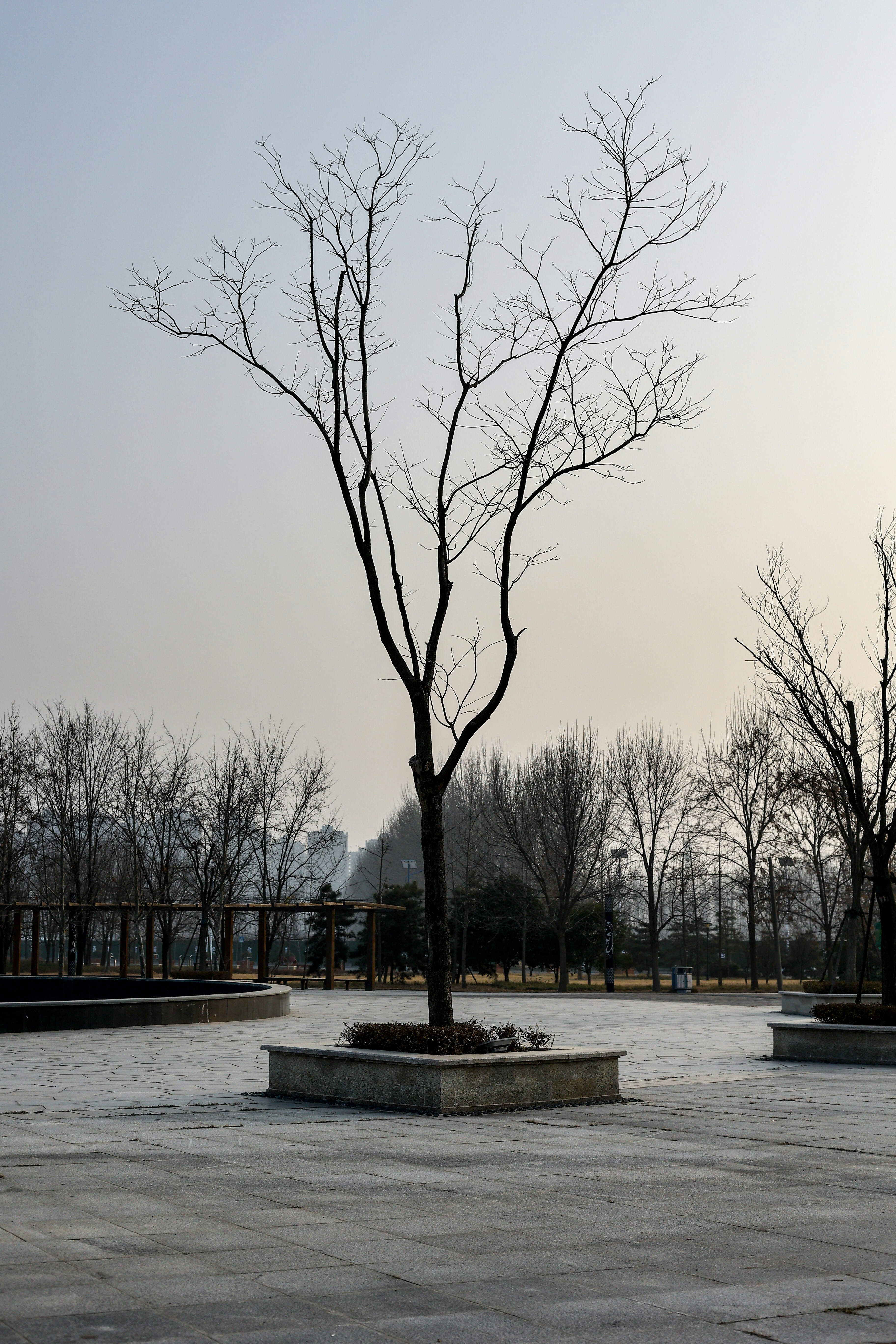 Foto Un árbol desnudo en un parque sin hojas – Imagen Gris gratis en ...